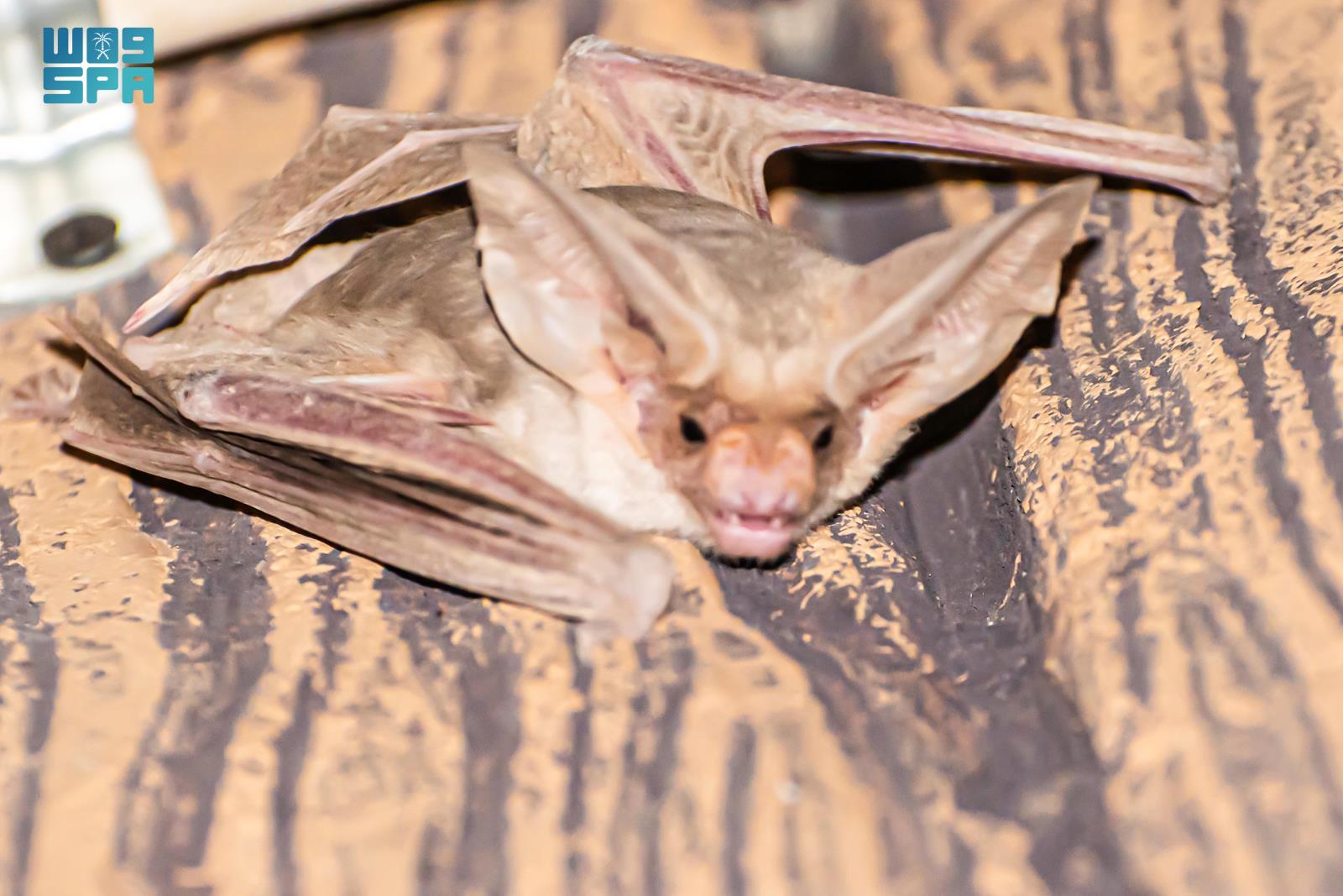 Rare Pallid Bat Spotted in Northern Borders Region