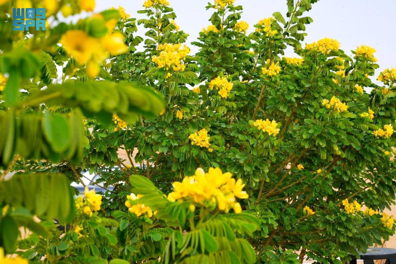 Golden Acacia Trees Beautify Northern Borders Villages