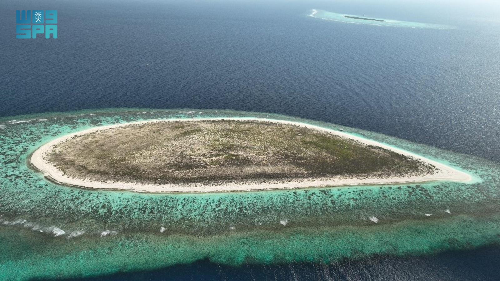 Saudi Arabia Announces Discovery of Largest Sea Turtle Nesting Site in ...