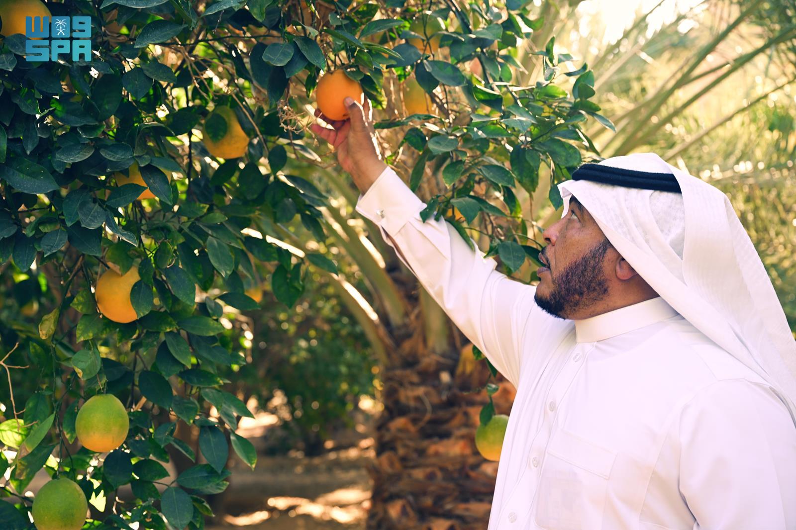 AlUla Kicks Off Citrus Harvest Season with Annual Production Exceeding ...