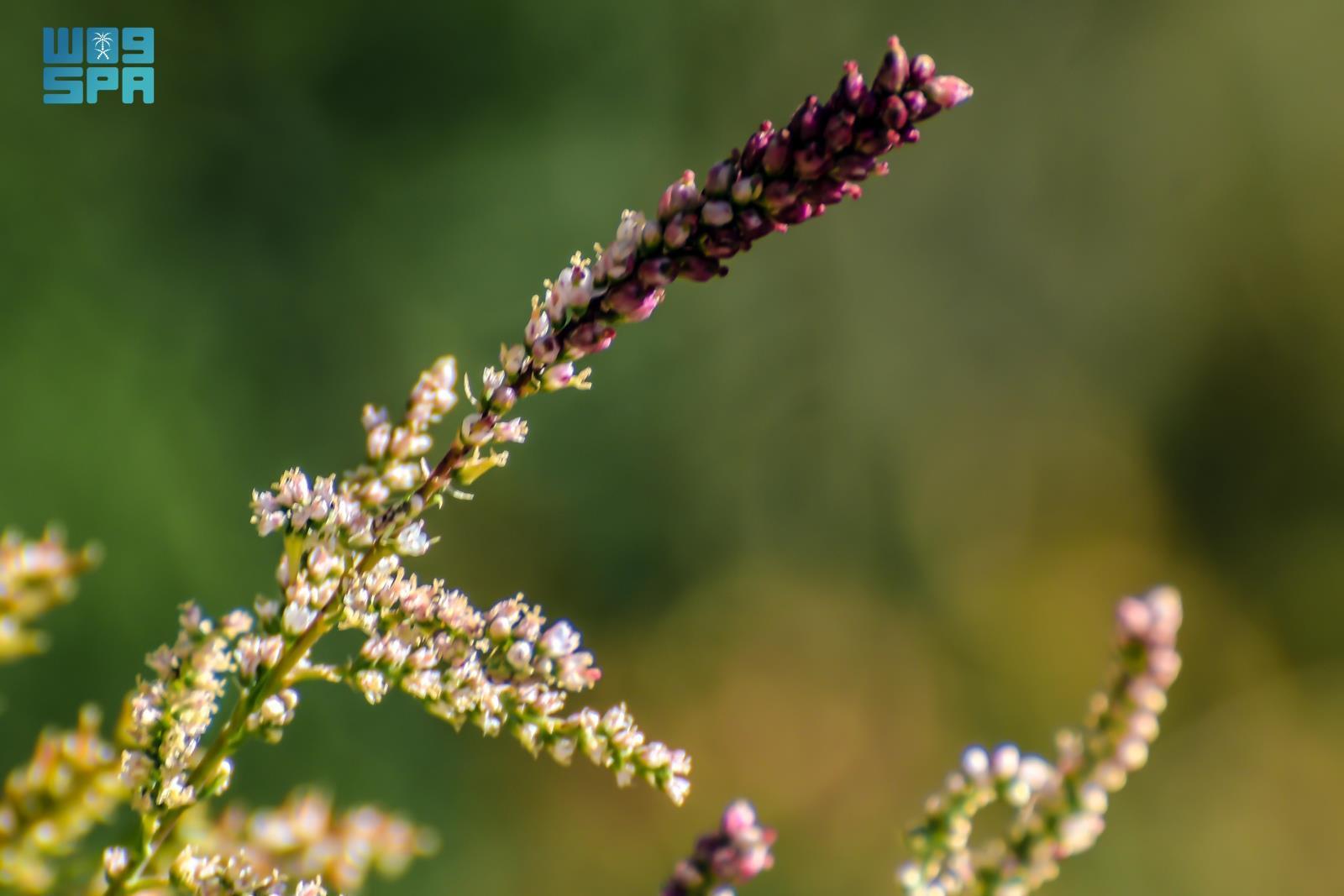 Tamarisk Blossoms Paint the Valleys of the Northern Borders Region