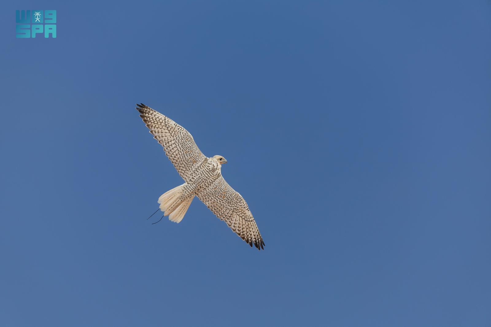 Qualifying Rounds of Melwah Racing Begin at King Abdulaziz Falconry ...