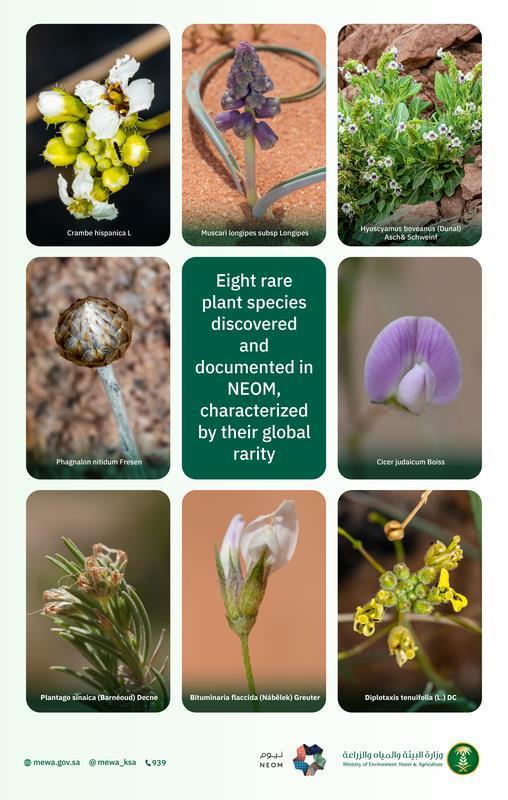 MEWA, NEOM Announce Discovery of Eight Previously Unrecorded Native ...