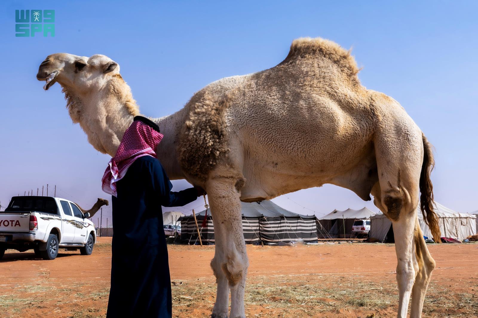 Camels at the Bases of Human Civilization in the Arabian Peninsula