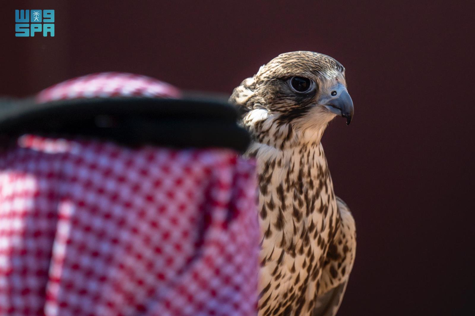 King Abdulaziz Falconry Festival: A Global Gathering of Falconry ...
