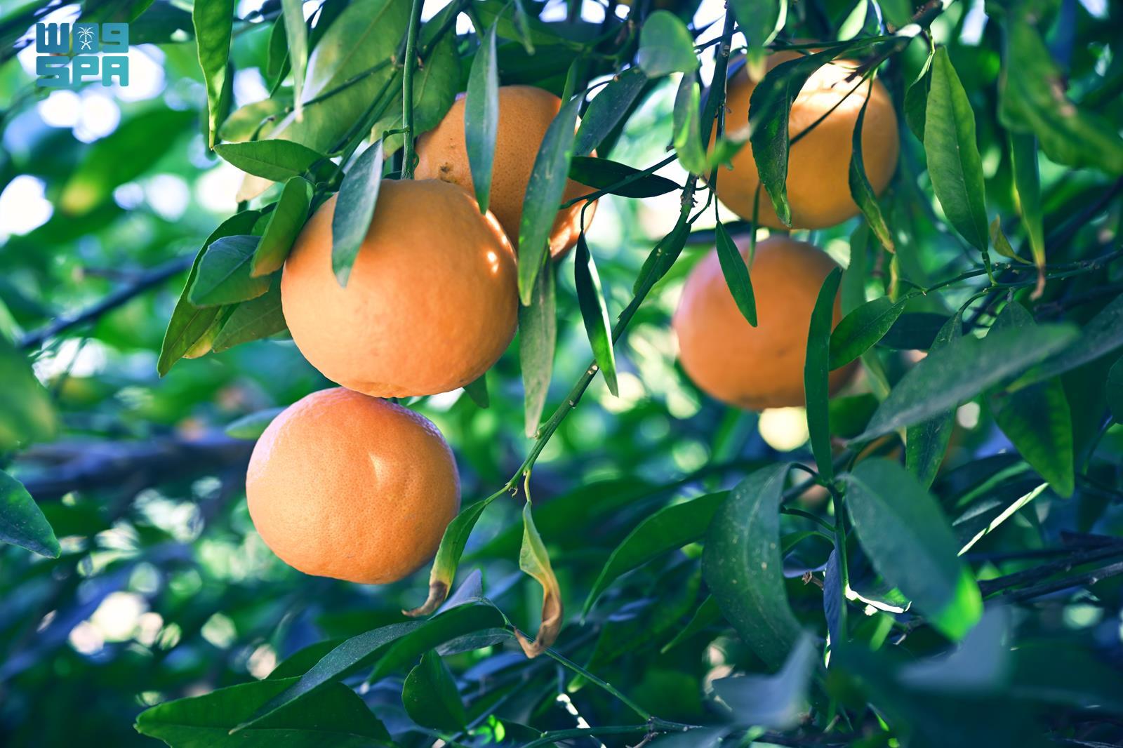 AlUla Kicks Off Citrus Harvest Season with Annual Production Exceeding ...