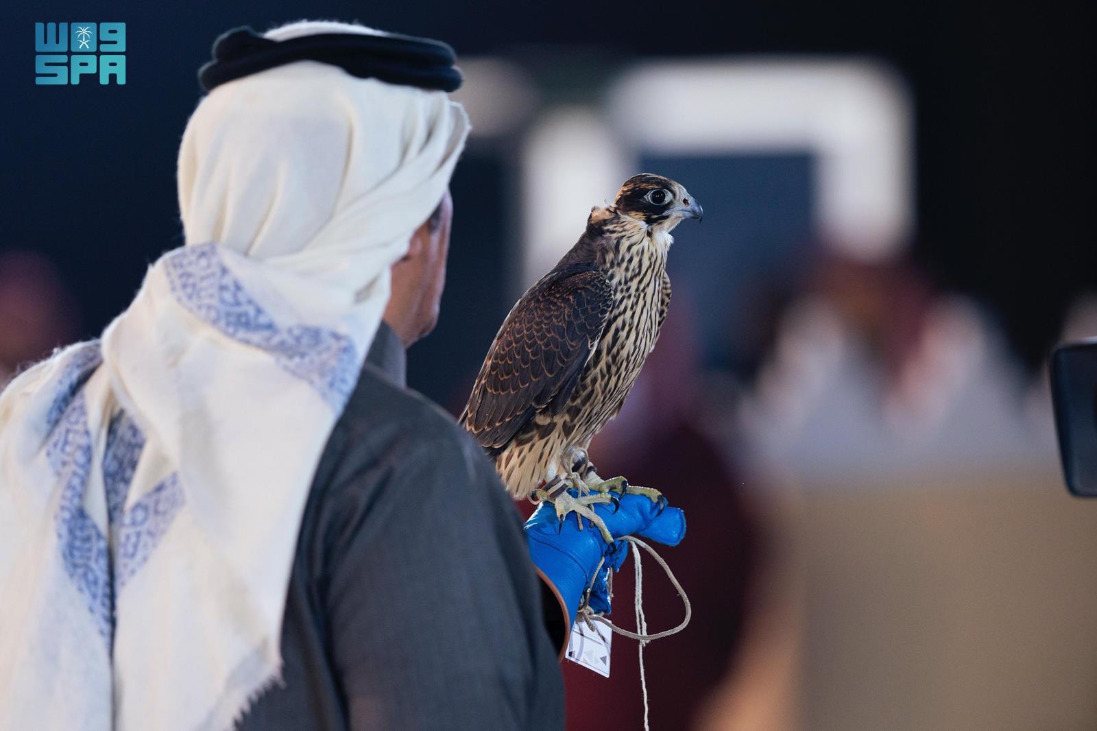 Falcon Beauty Pageant at King Abdulaziz Falconry Festival Starts ...
