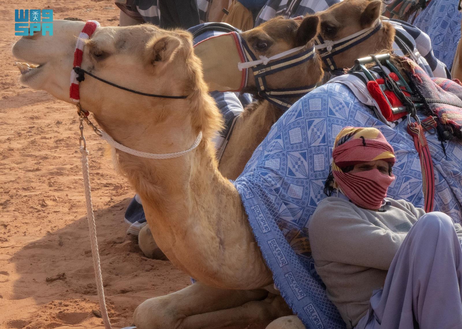 Camels at the Bases of Human Civilization in the Arabian Peninsula