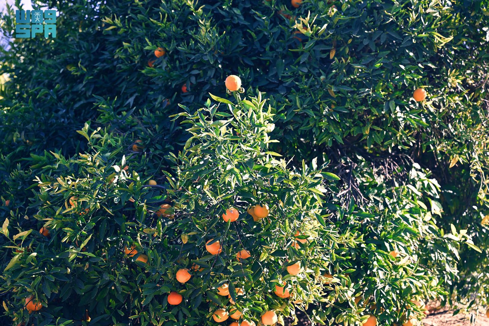 AlUla Kicks Off Citrus Harvest Season with Annual Production Exceeding ...