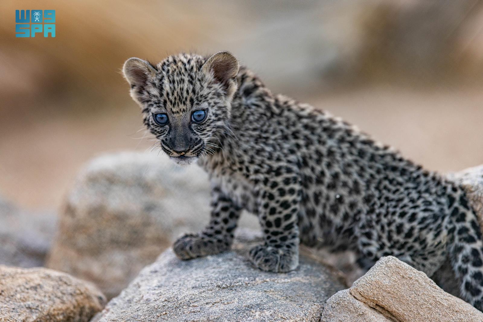 Arabian Leopard Conservation Breeding Center Obtains Accreditation from ...
