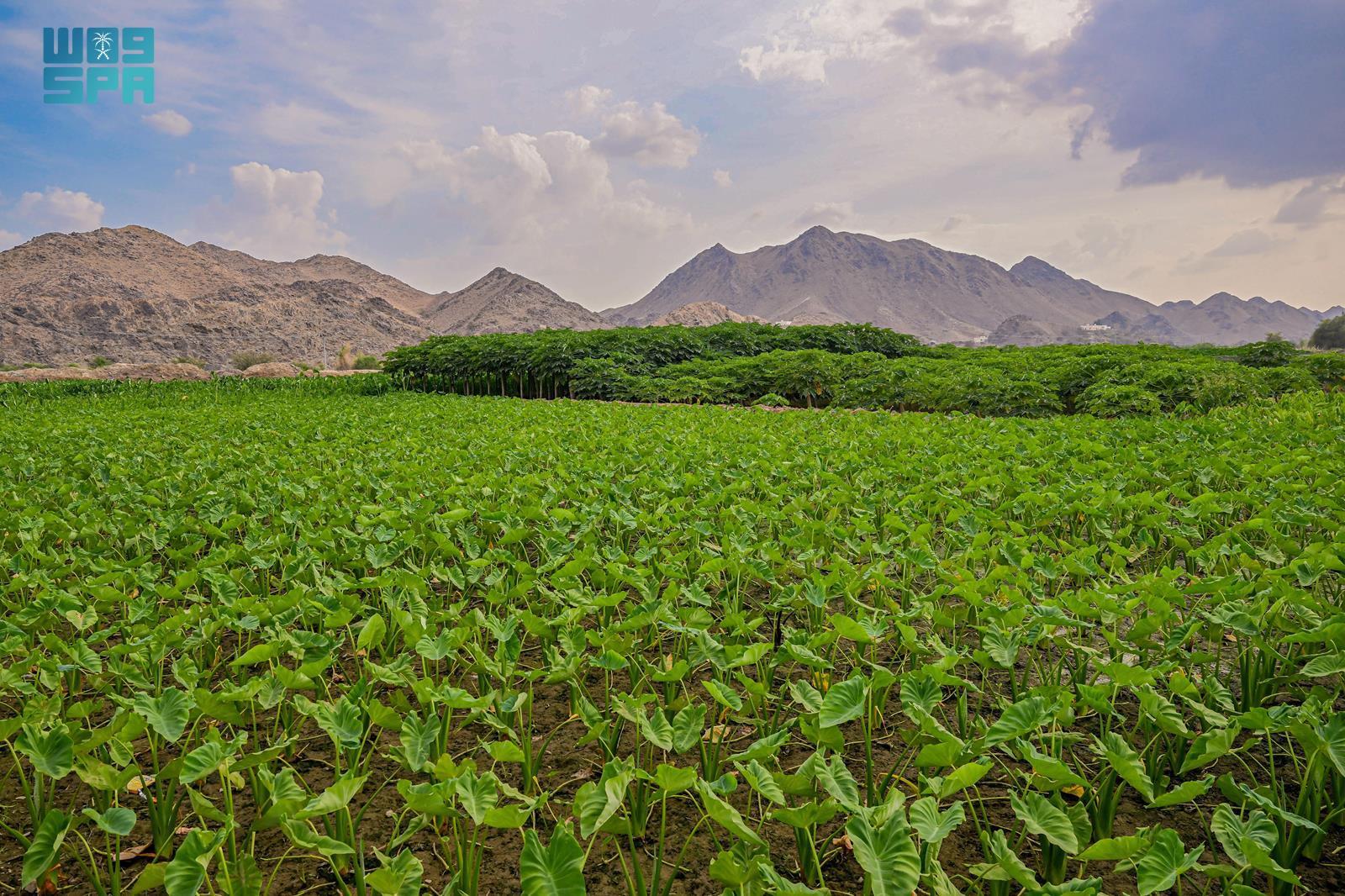 Tihama Farms: A Testament to Al-Baha's Agricultural Excellence