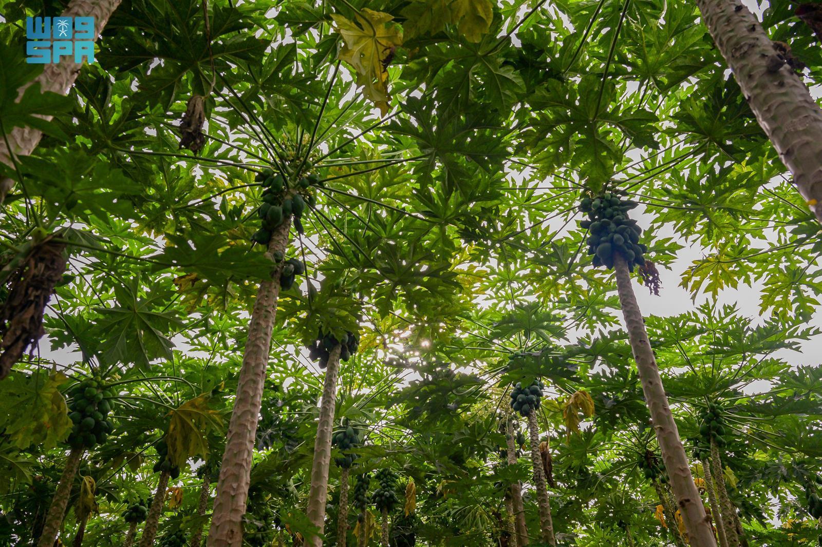 Tihama Farms: A Testament to Al-Baha's Agricultural Excellence