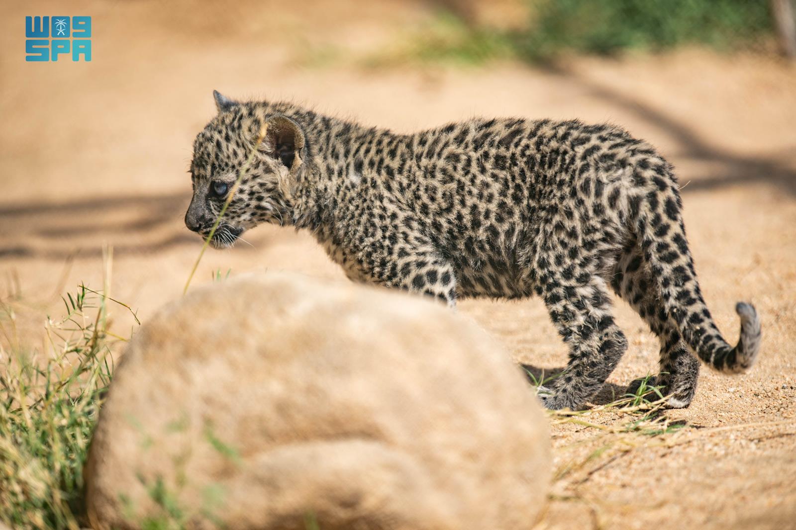 Arabian Leopard Conservation Breeding Center Obtains Accreditation from ...