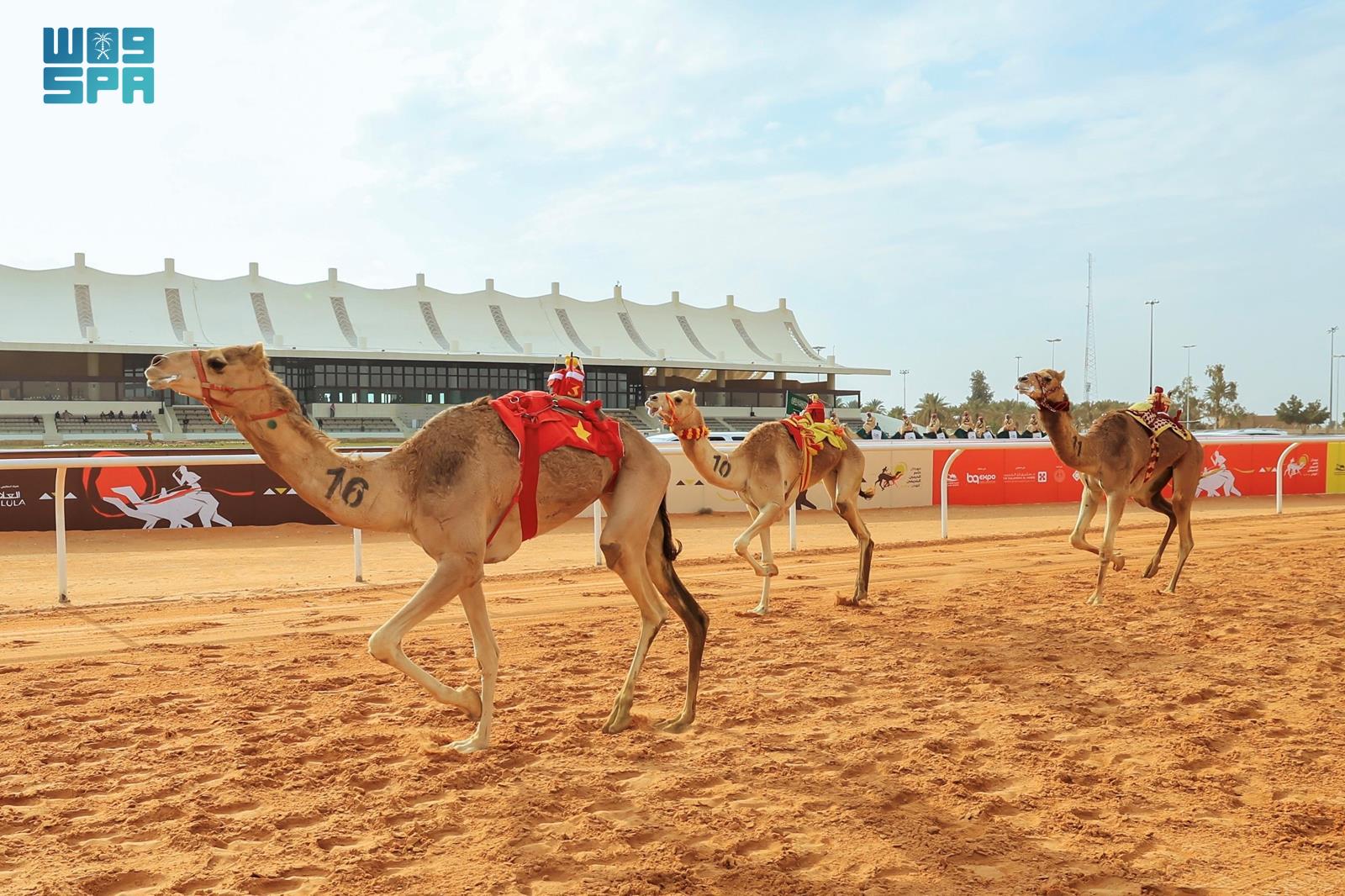 Saudi Riders Dominate Camel Races at Custodian of the Two Holy Mosques ...