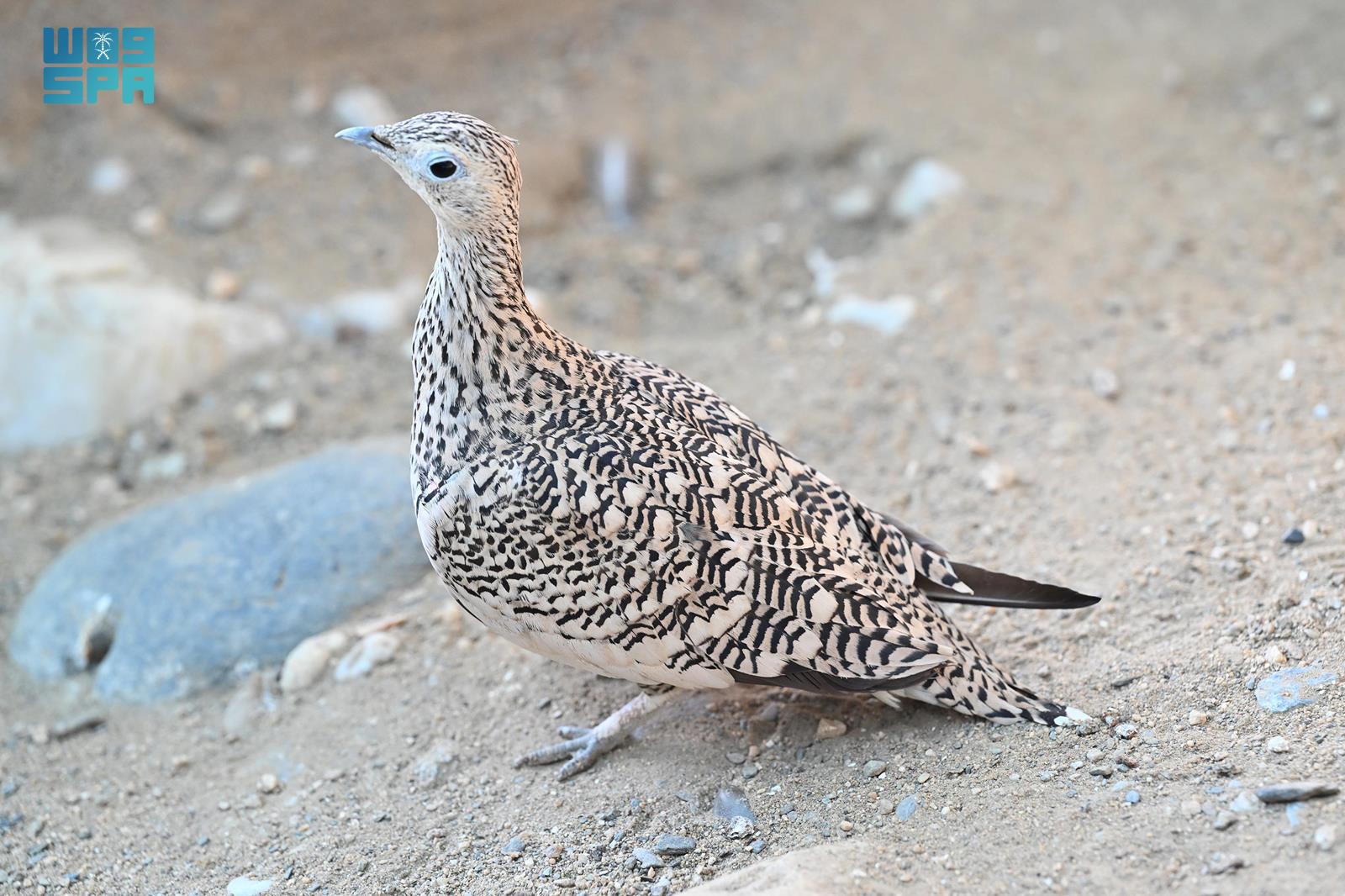 The official Saudi Press Agency