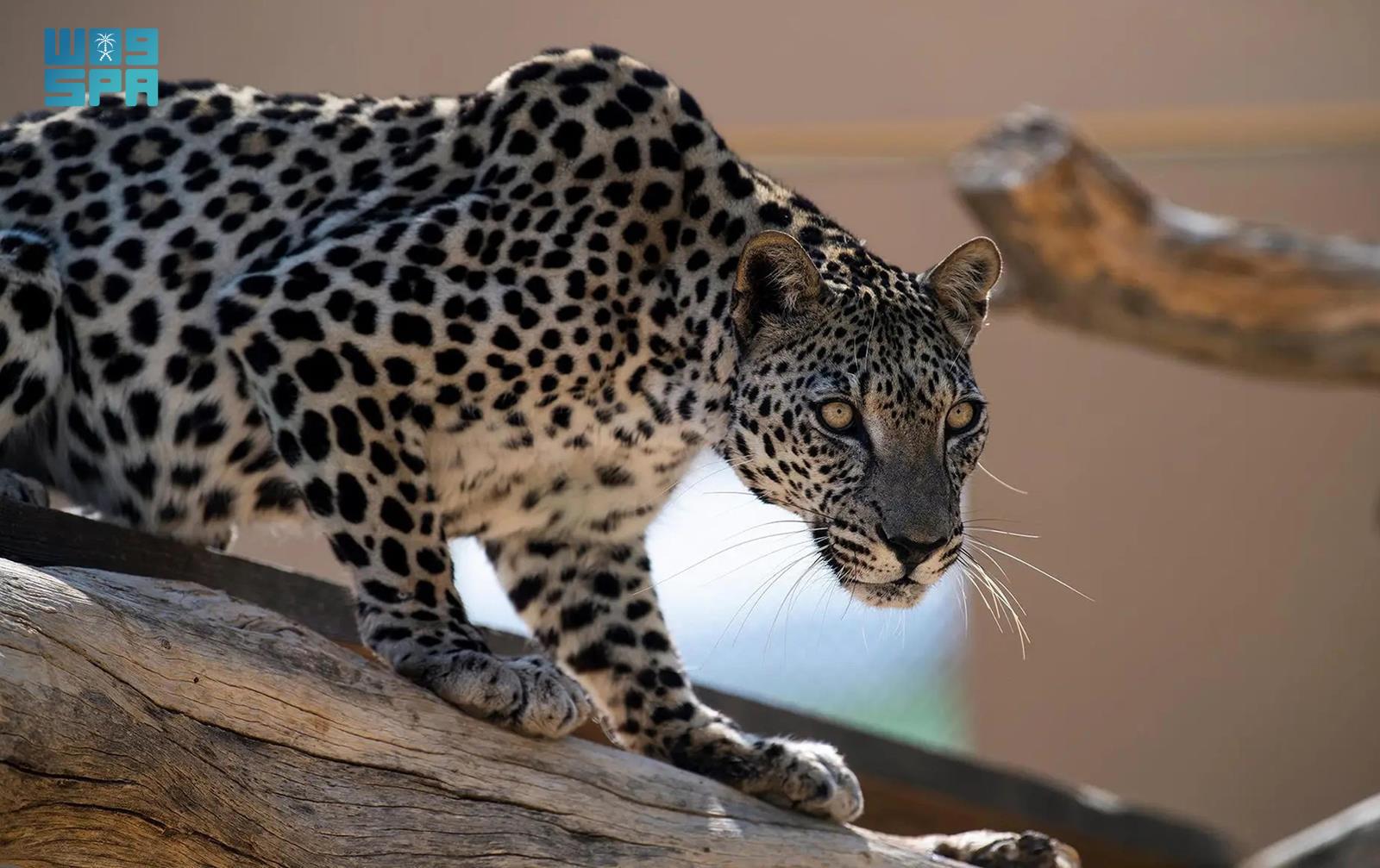 International Day of the Arabian Leopard Highlights Conservation Efforts