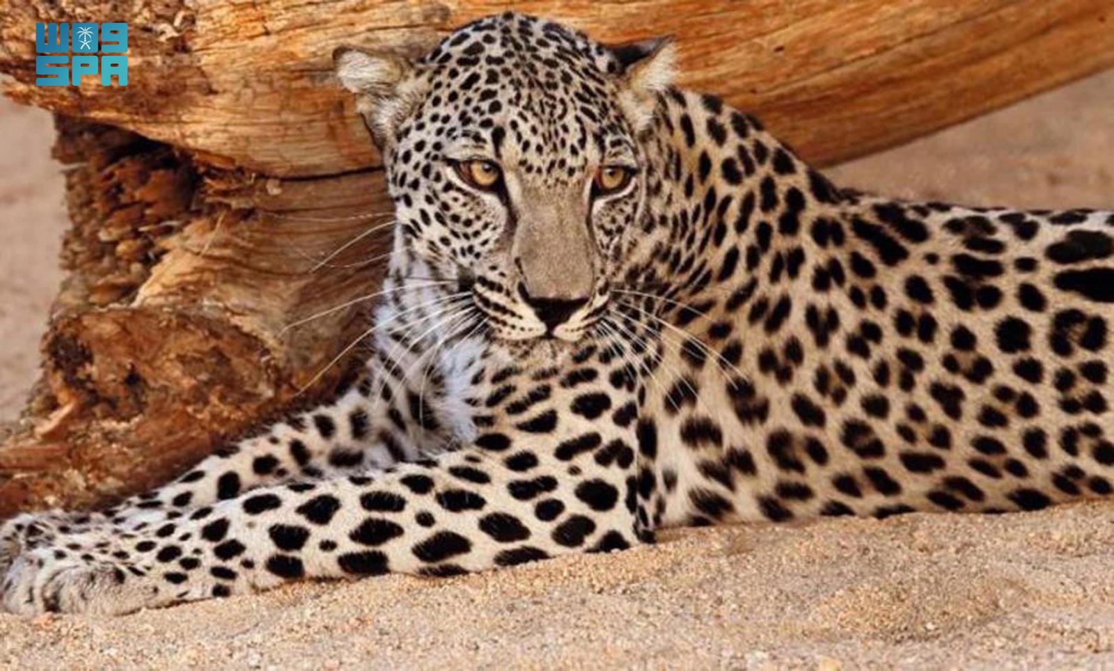 International Day of the Arabian Leopard Highlights Conservation Efforts