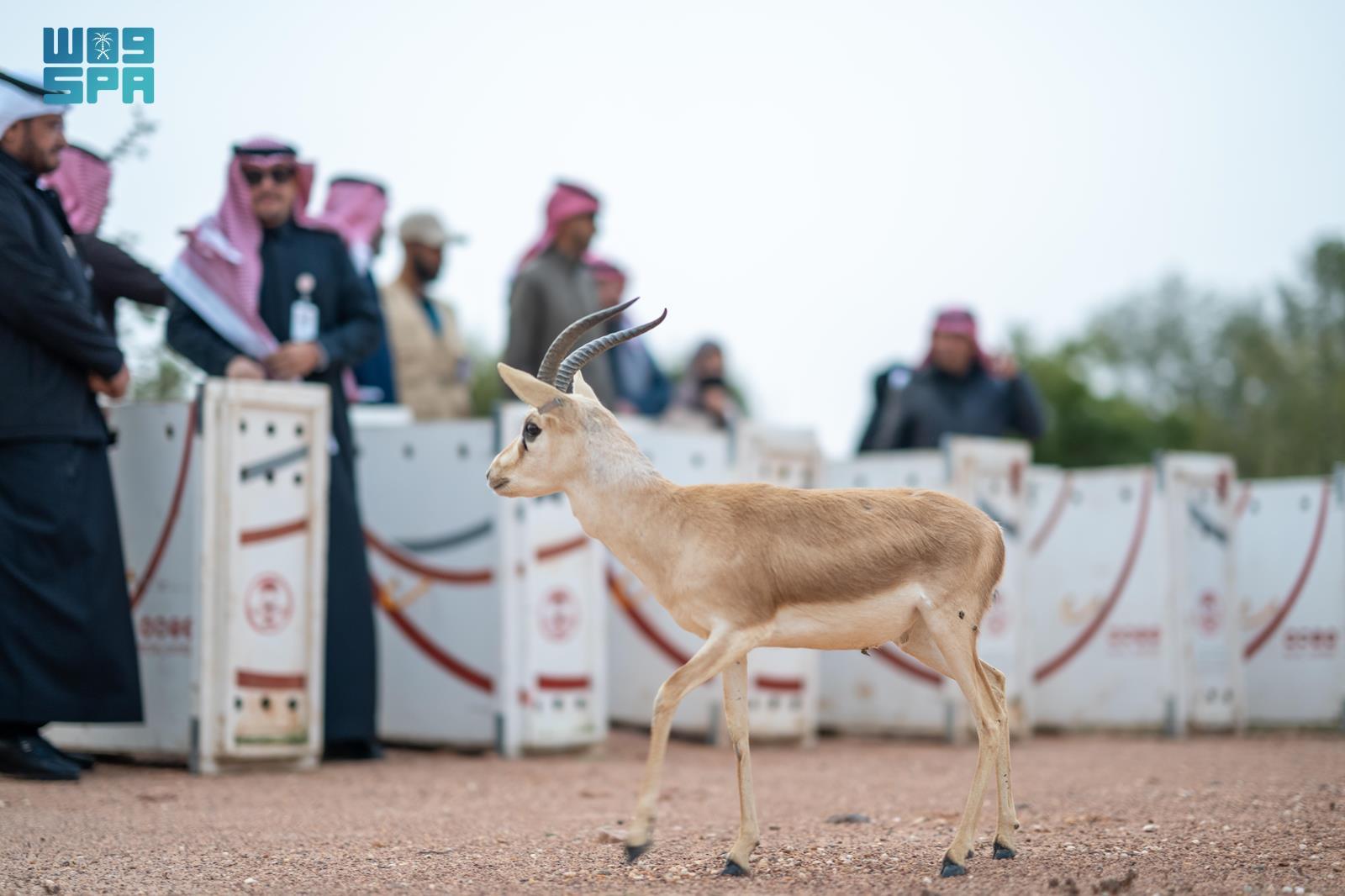 National Center for Wildlife Releases Arabian Sand Gazelles in Al-Zulfi ...