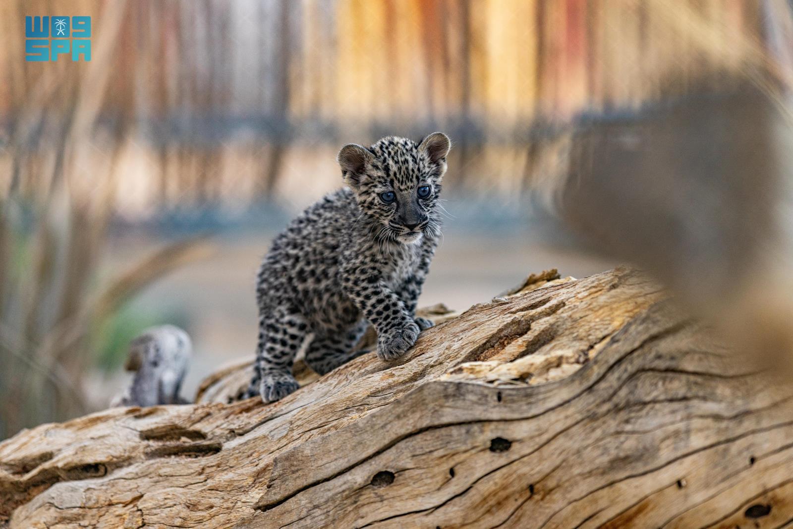 International Day of the Arabian Leopard Highlights Conservation Efforts
