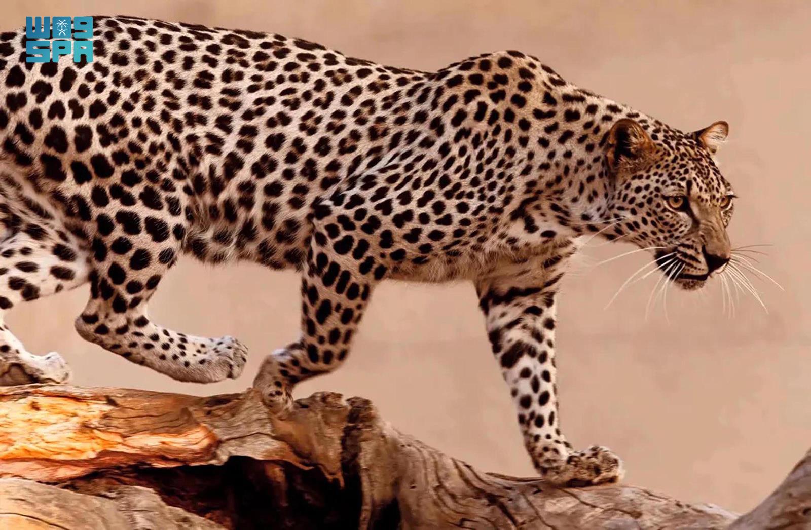 International Day of the Arabian Leopard Highlights Conservation Efforts
