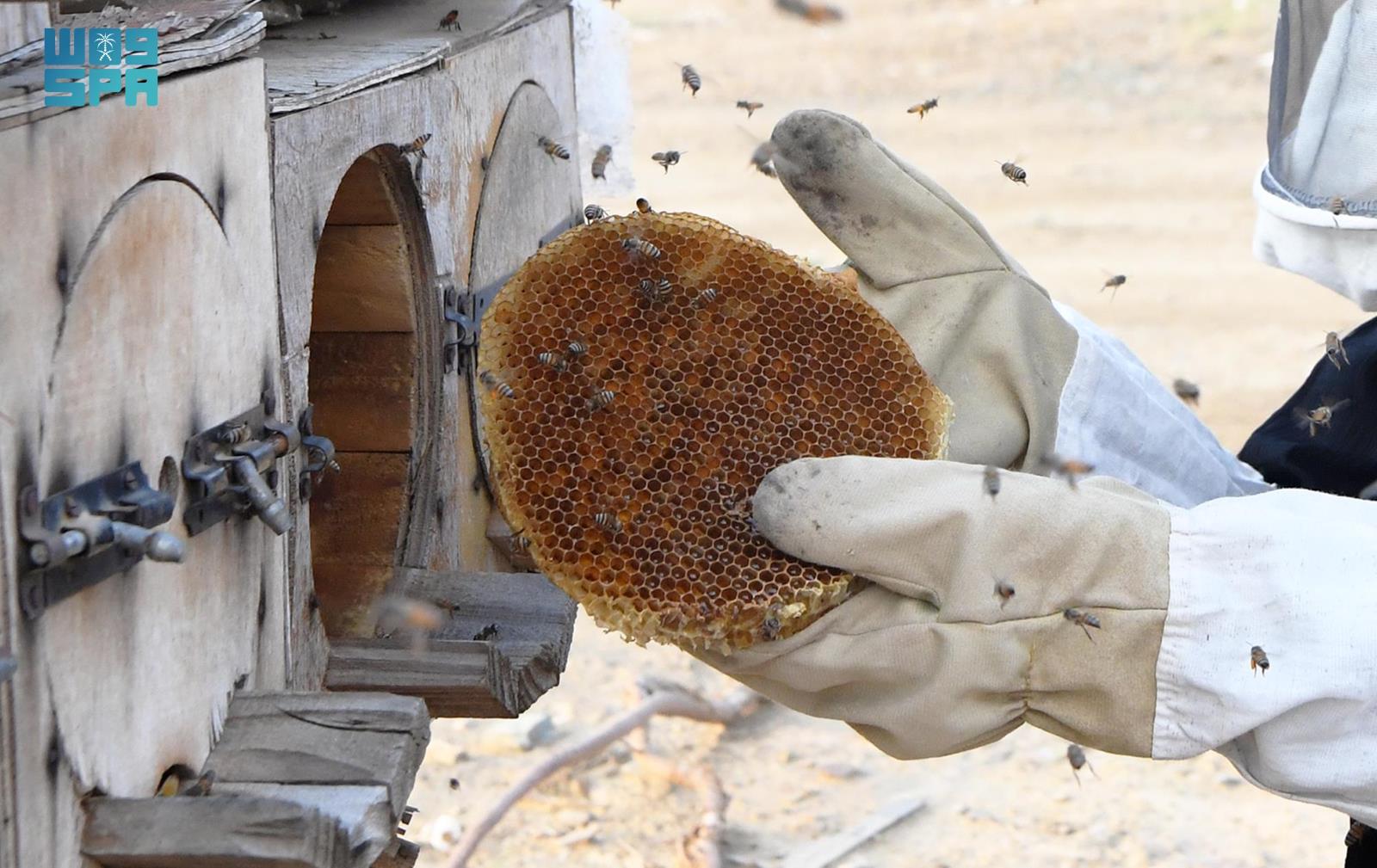 Aseer Region Leads the Kingdom in Honey Production, Beekeeping, and ...