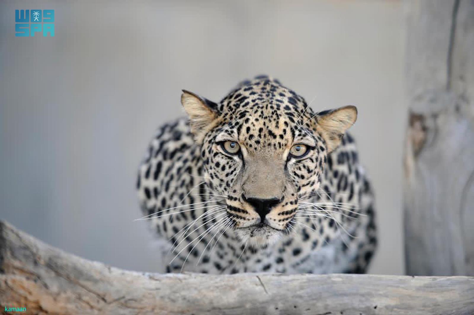 International Day of the Arabian Leopard Highlights Conservation Efforts
