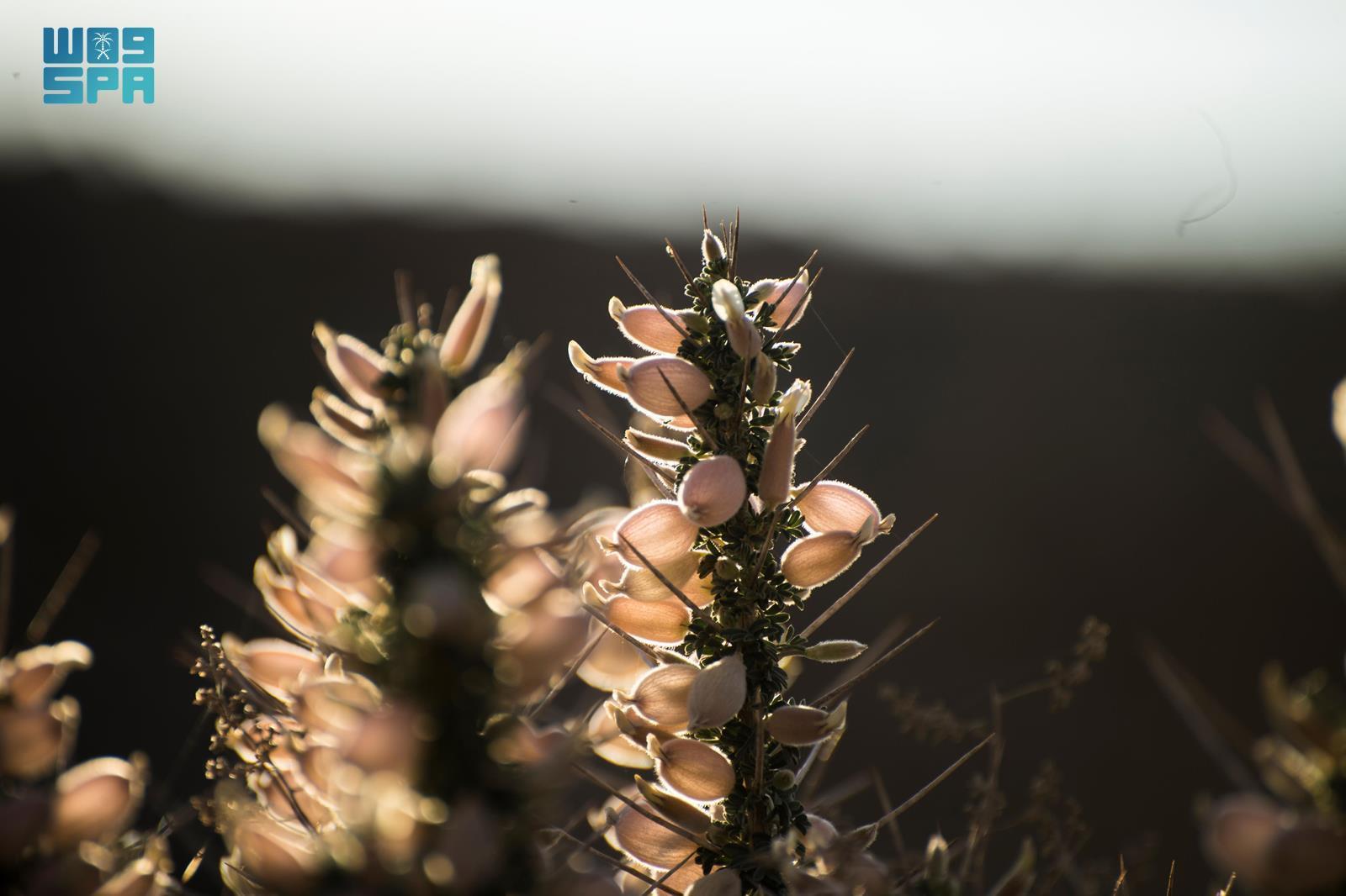 Acacia Hamulosa: Vital Resource for Northern Borders Region