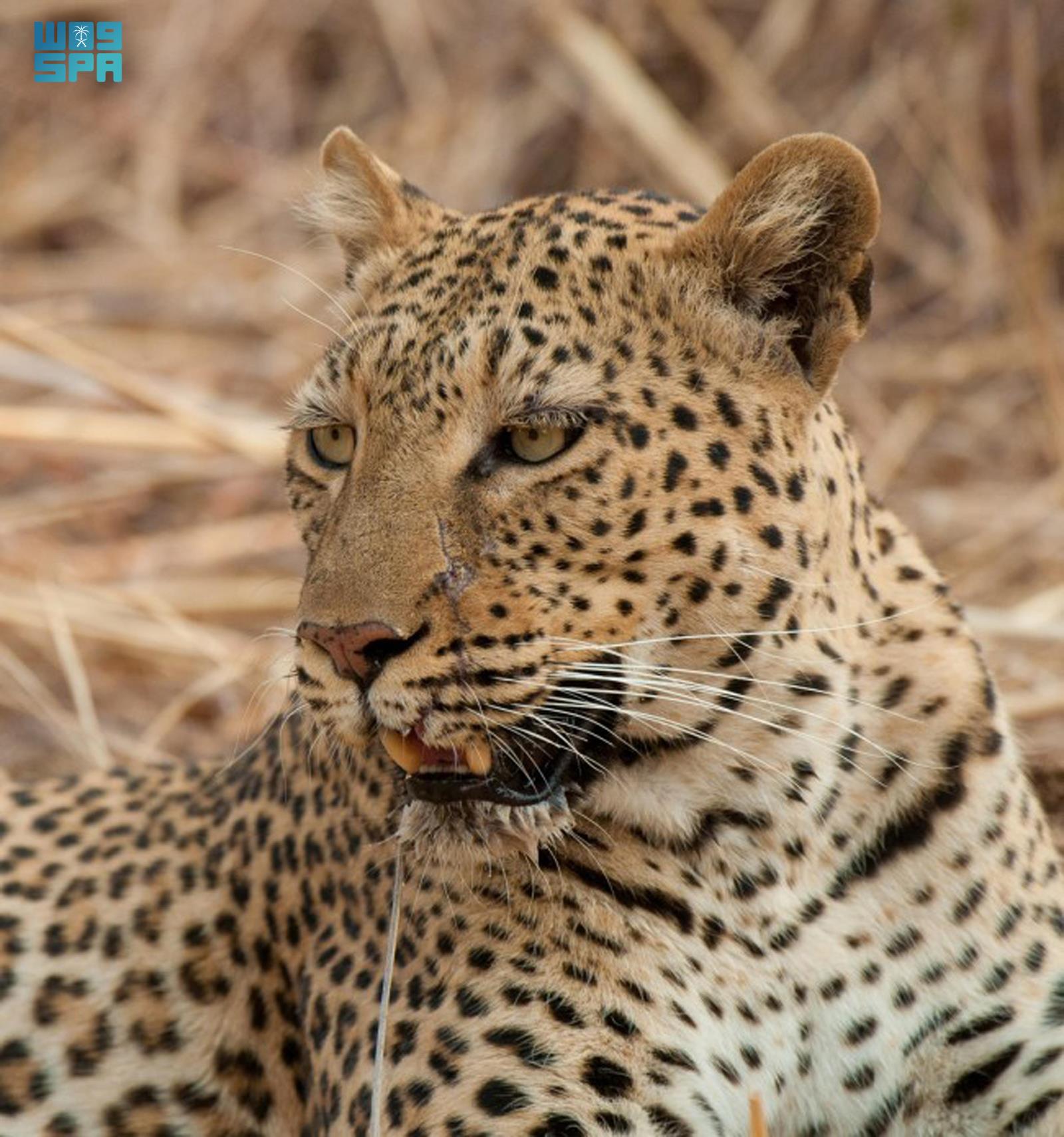 International Day of the Arabian Leopard Highlights Conservation Efforts