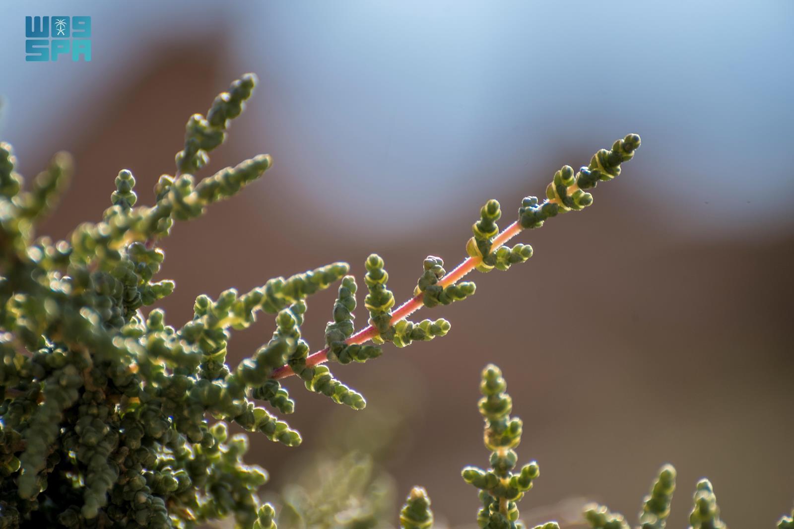 Salsola Tetrandra Returns to Northern Borders After Decades-Long Absence