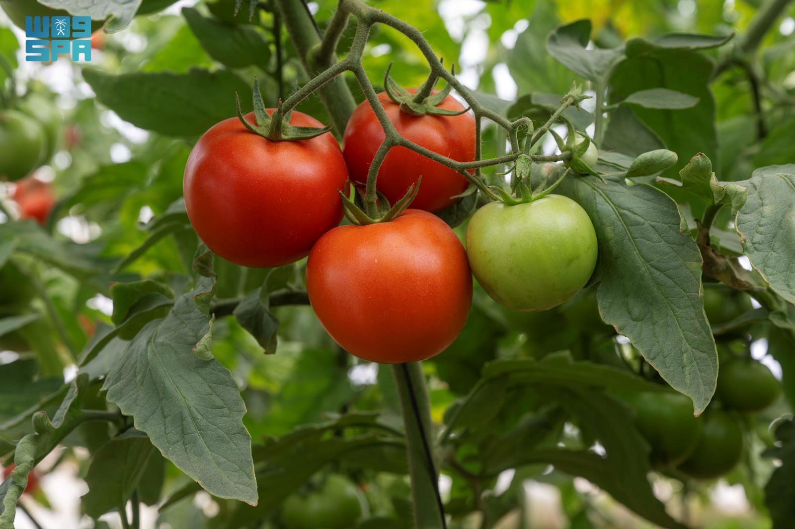 Environment Ministry: Growing Local Tomato Production Exceeds 691,000 ...