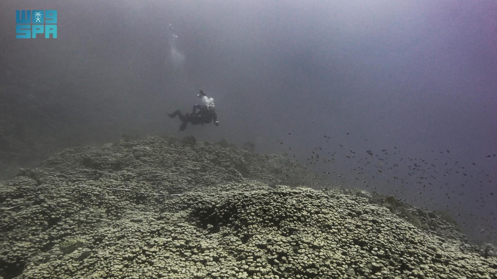 A 800-Year Lost Treasure: Ancient Living Coral Giant Discovered in the ...
