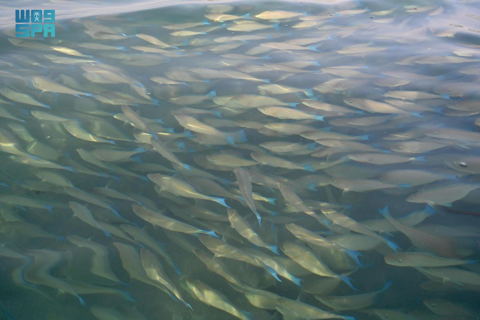 Annual Harid Fish Migration Creates Stunning Spectacle off Farasan Islands