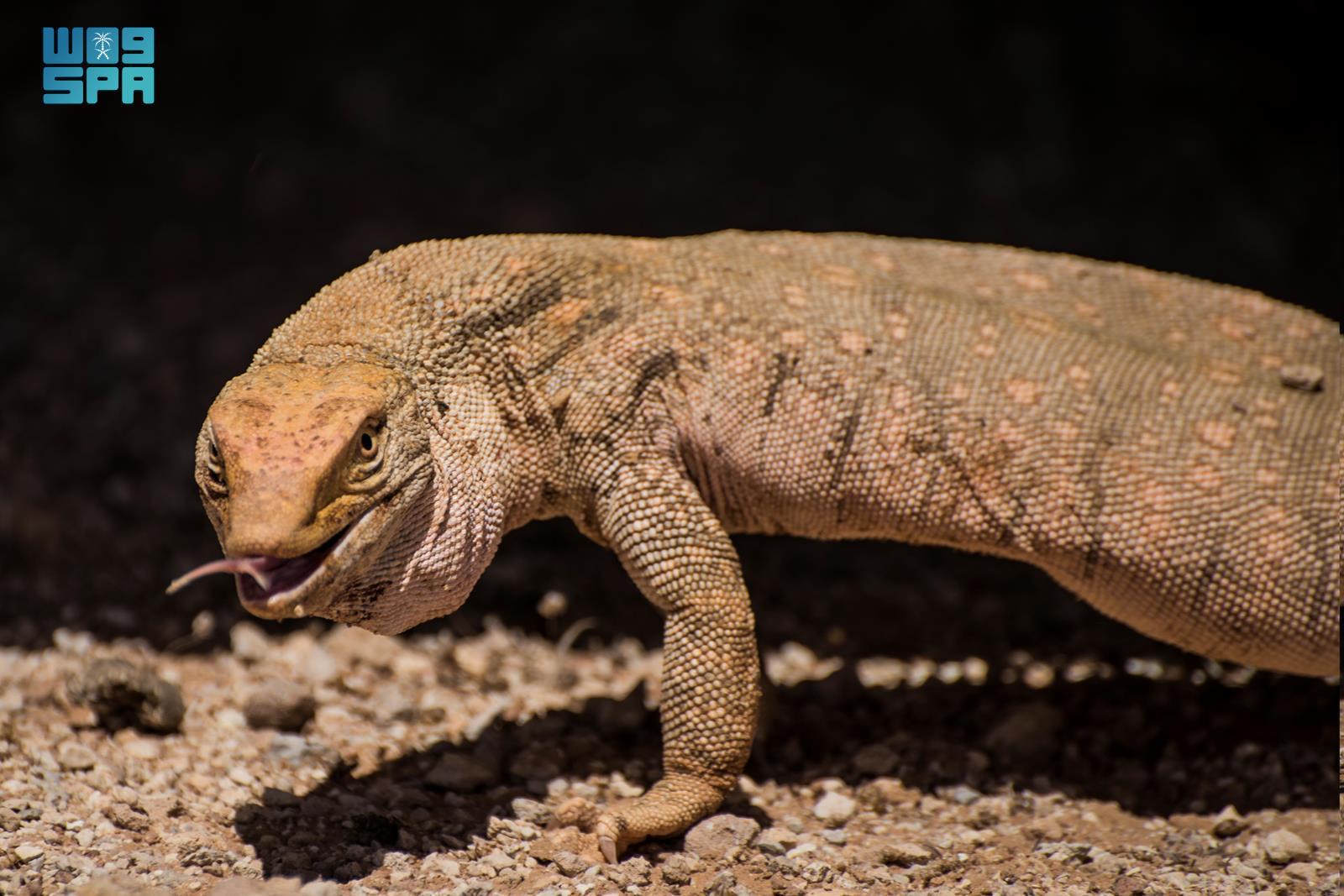 Varanus Griseus Contributes to Ecological Balance in Arid Areas