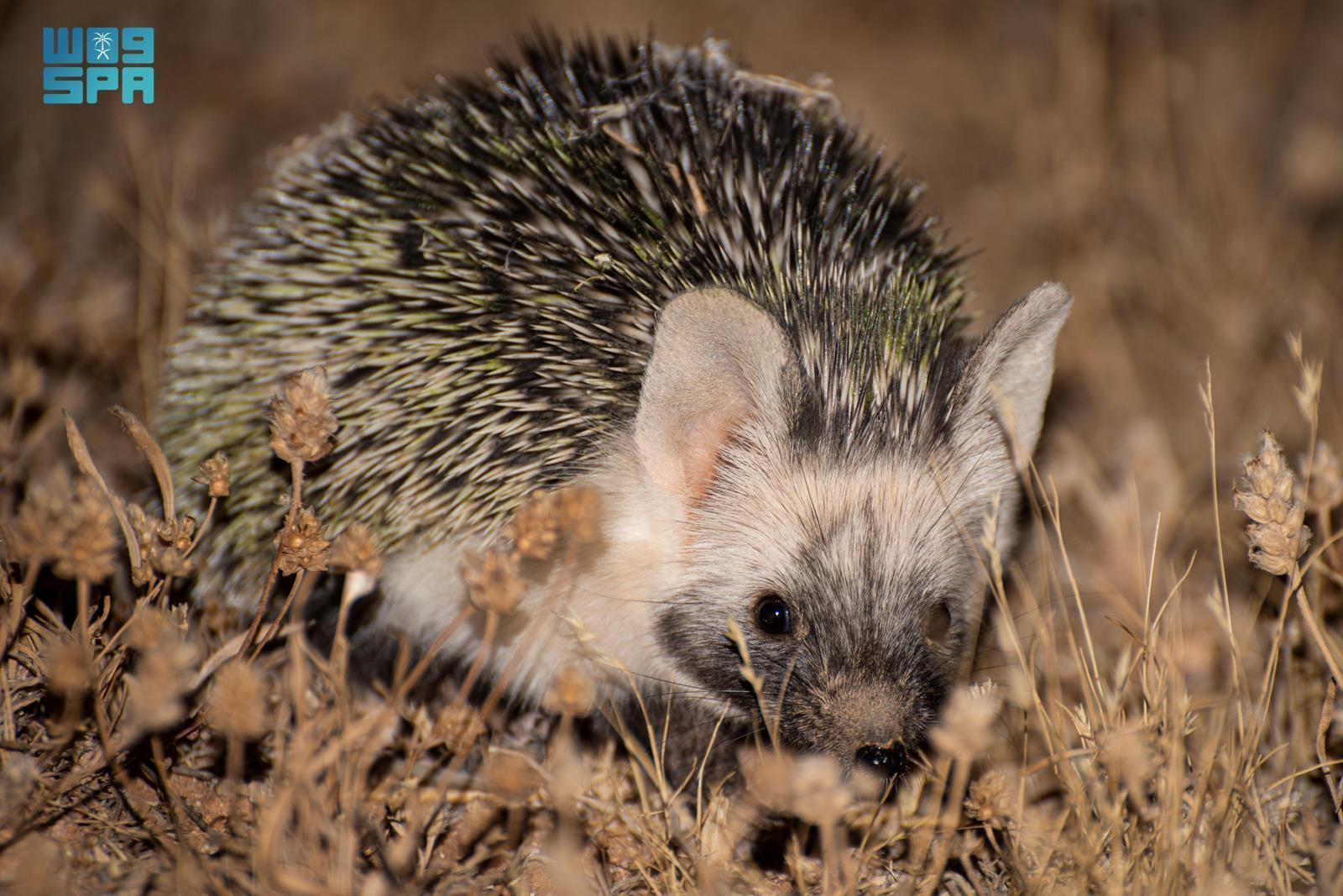 Desert Hedgehogs Thrive in Northern Borders amid Conservation Efforts