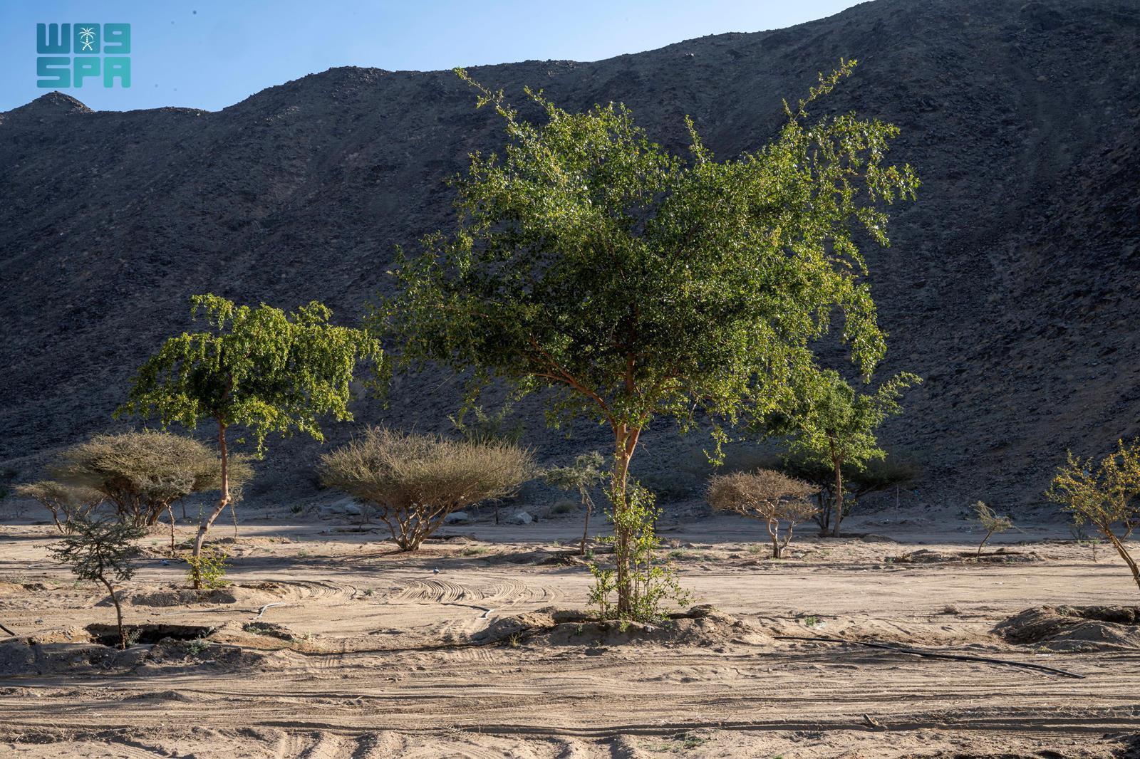 Sidr Trees: A Symbol of Life and Heritage in Najran
