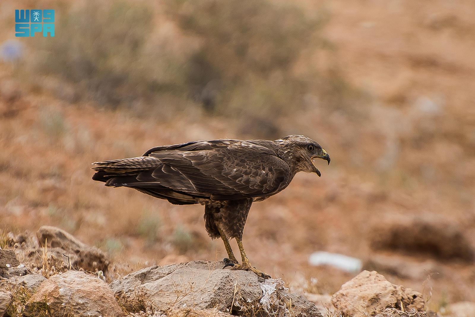 Common Buzzard Sighted in Northern Borders Region