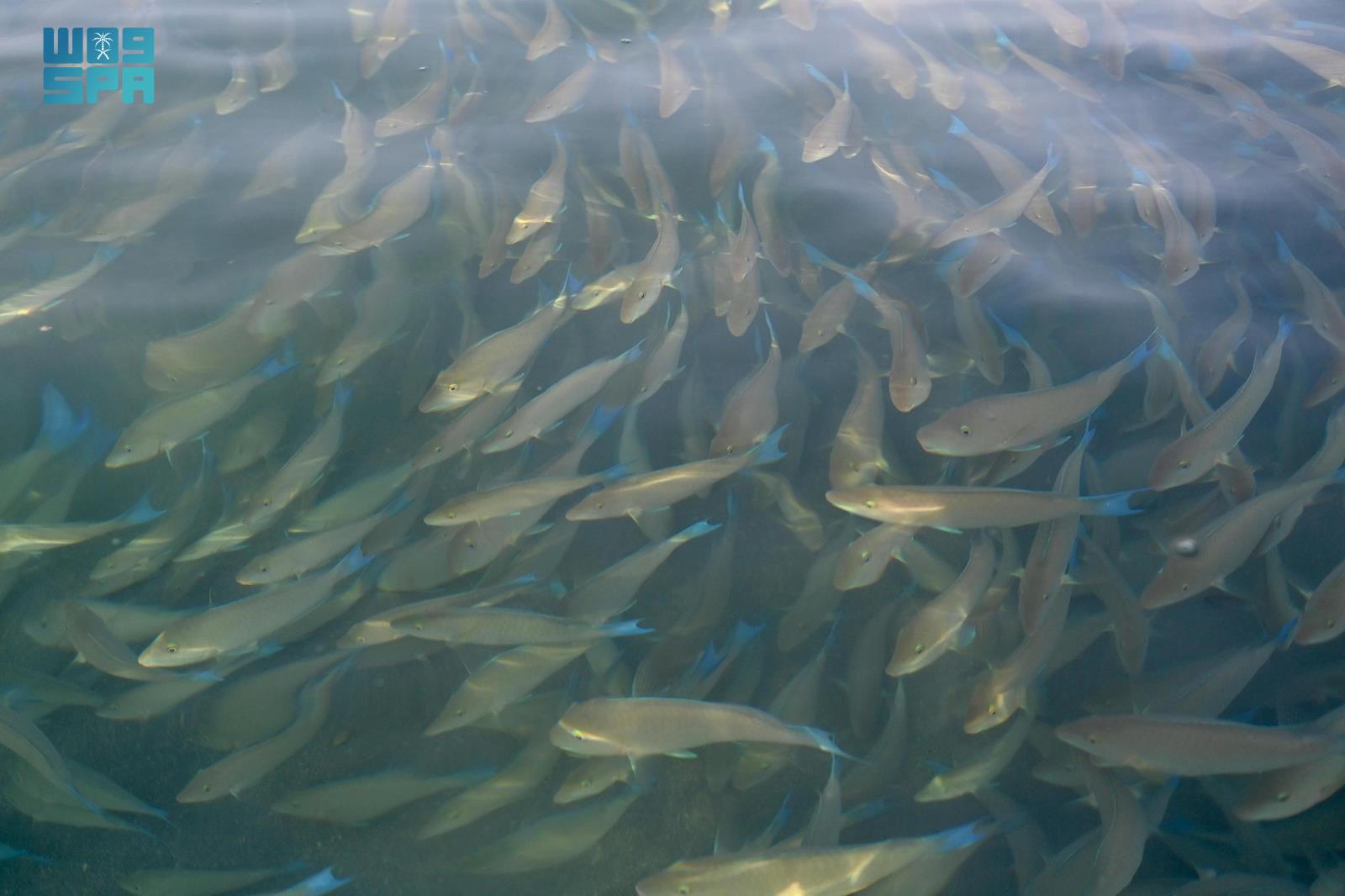 Annual Harid Fish Migration Creates Stunning Spectacle off Farasan Islands