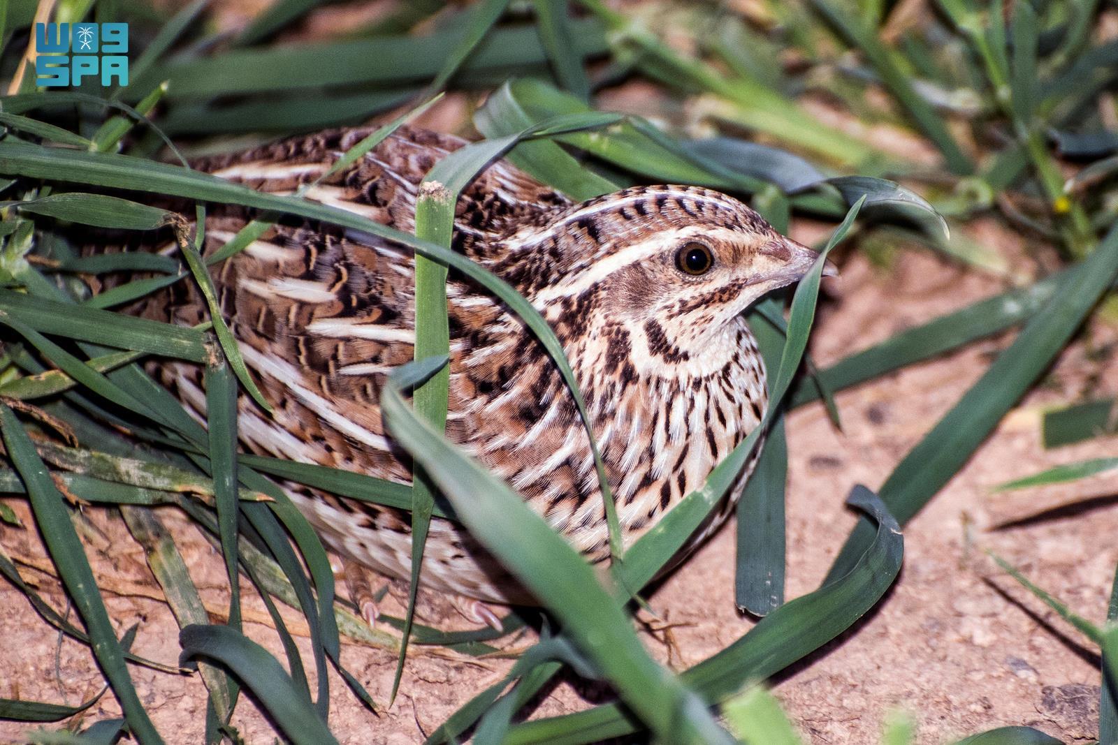 'Quail': A Seasonal Visitor Reflecting the Rich Biodiversity of ...
