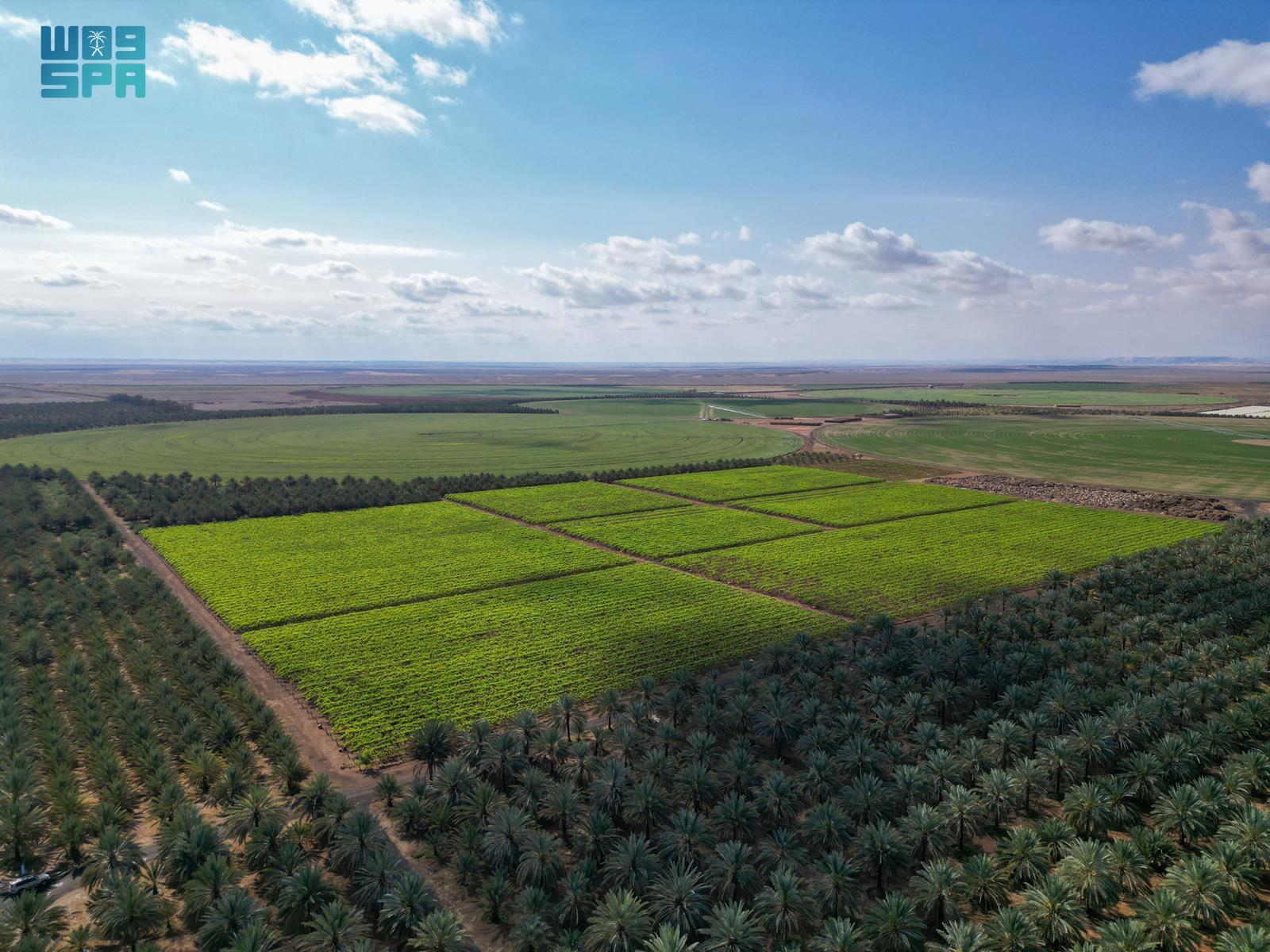 Citrus Farms Enhance Growth of Agricultural Sector in Tabuk