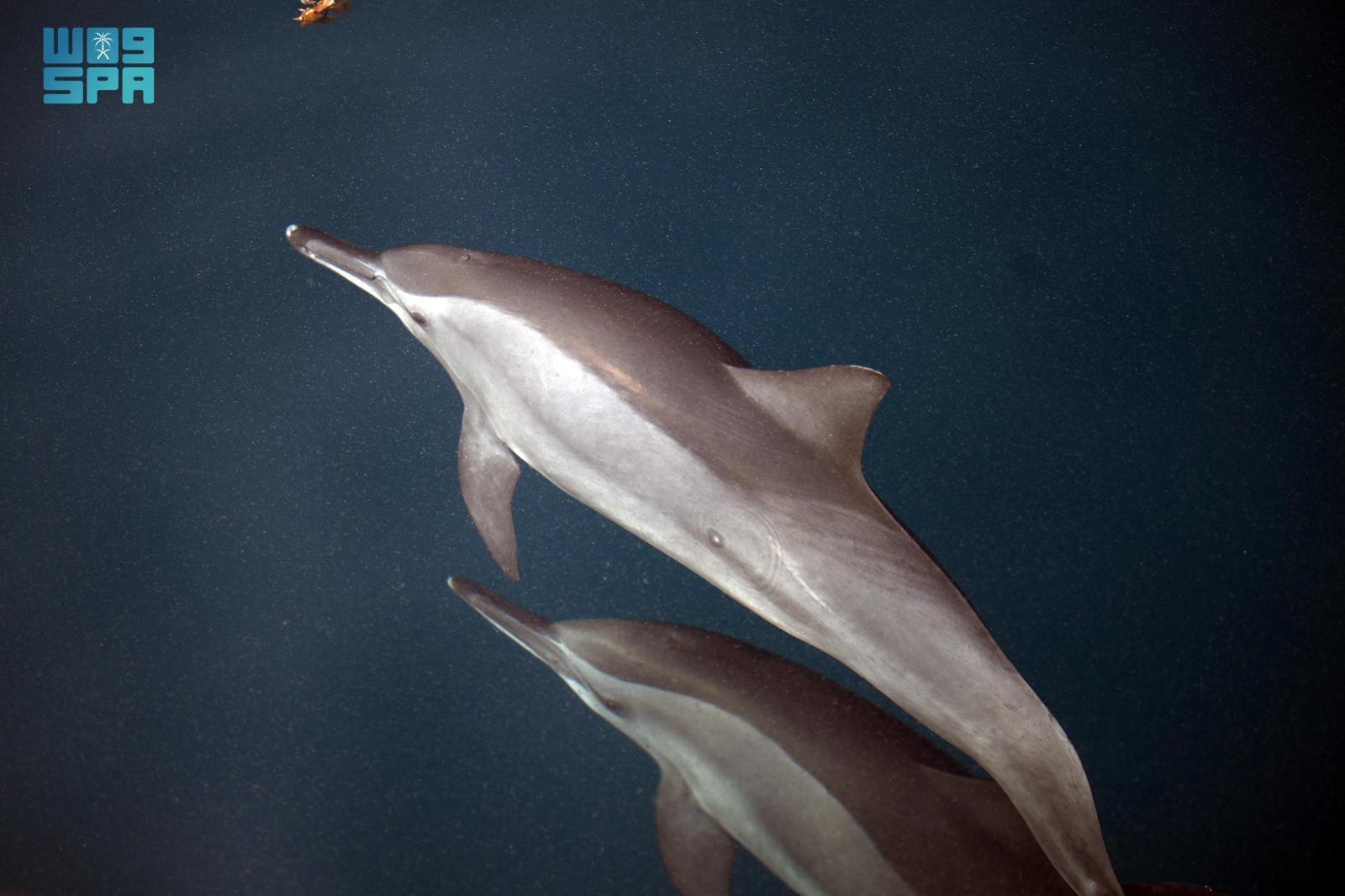 Farasan Islands: Dolphin Haven in Saudi Arabia's Southern Waters