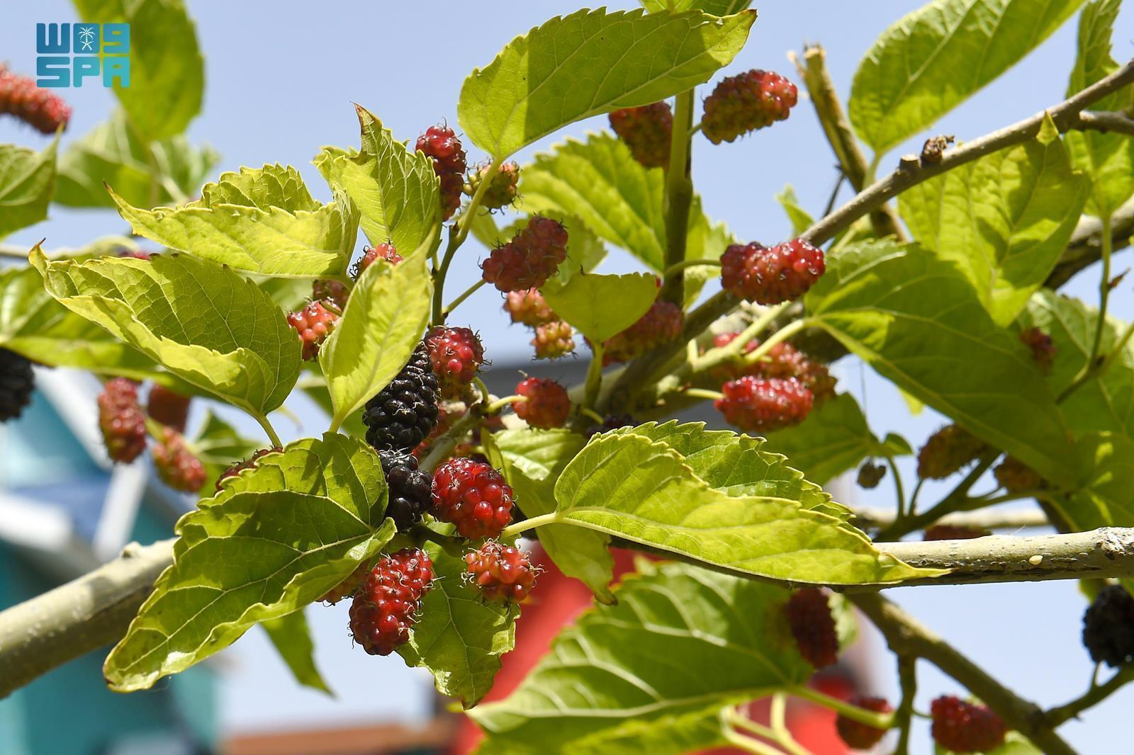 Ancient Mulberry Trees Make Al-Hada a Unique Tourist Destination in Taif