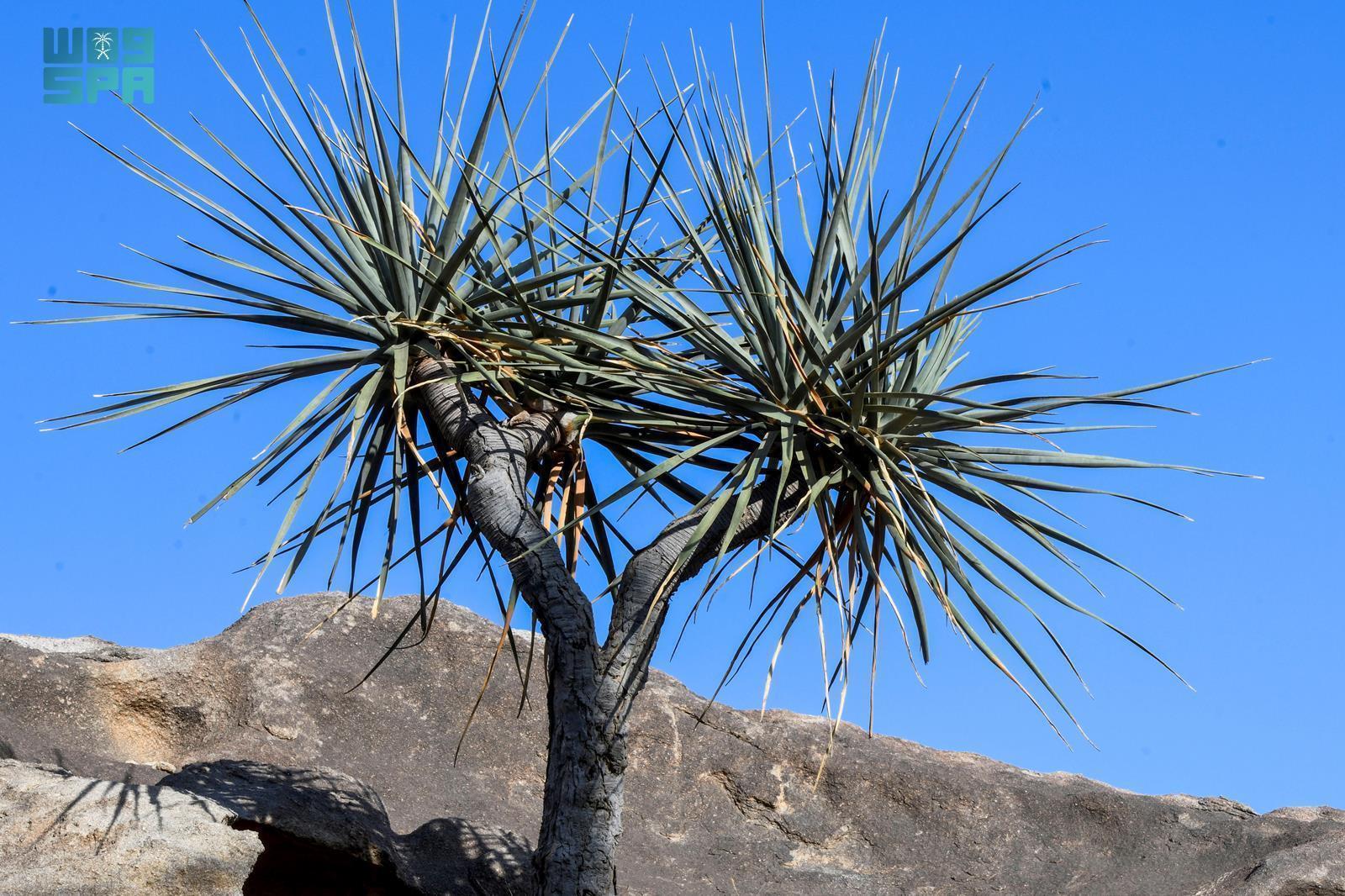 Gabal Elba Dragon Tree Reemerges in Al-Baha Region