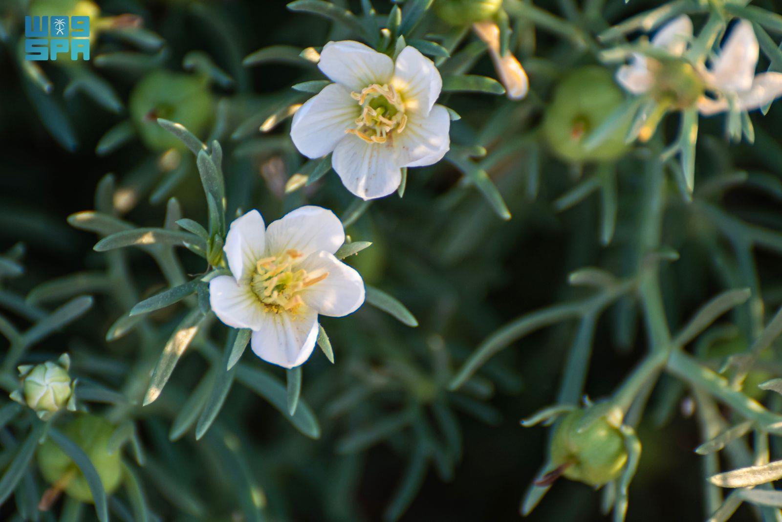 Harmal Plant: Reflection of Environmental, Cultural Diversity in ...