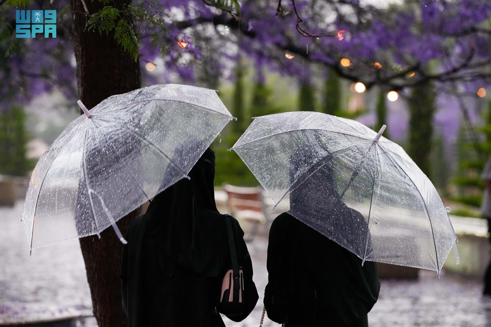 Abha's Streets Awash in Purple as Jacaranda Flowers Bloom after Heavy Rain