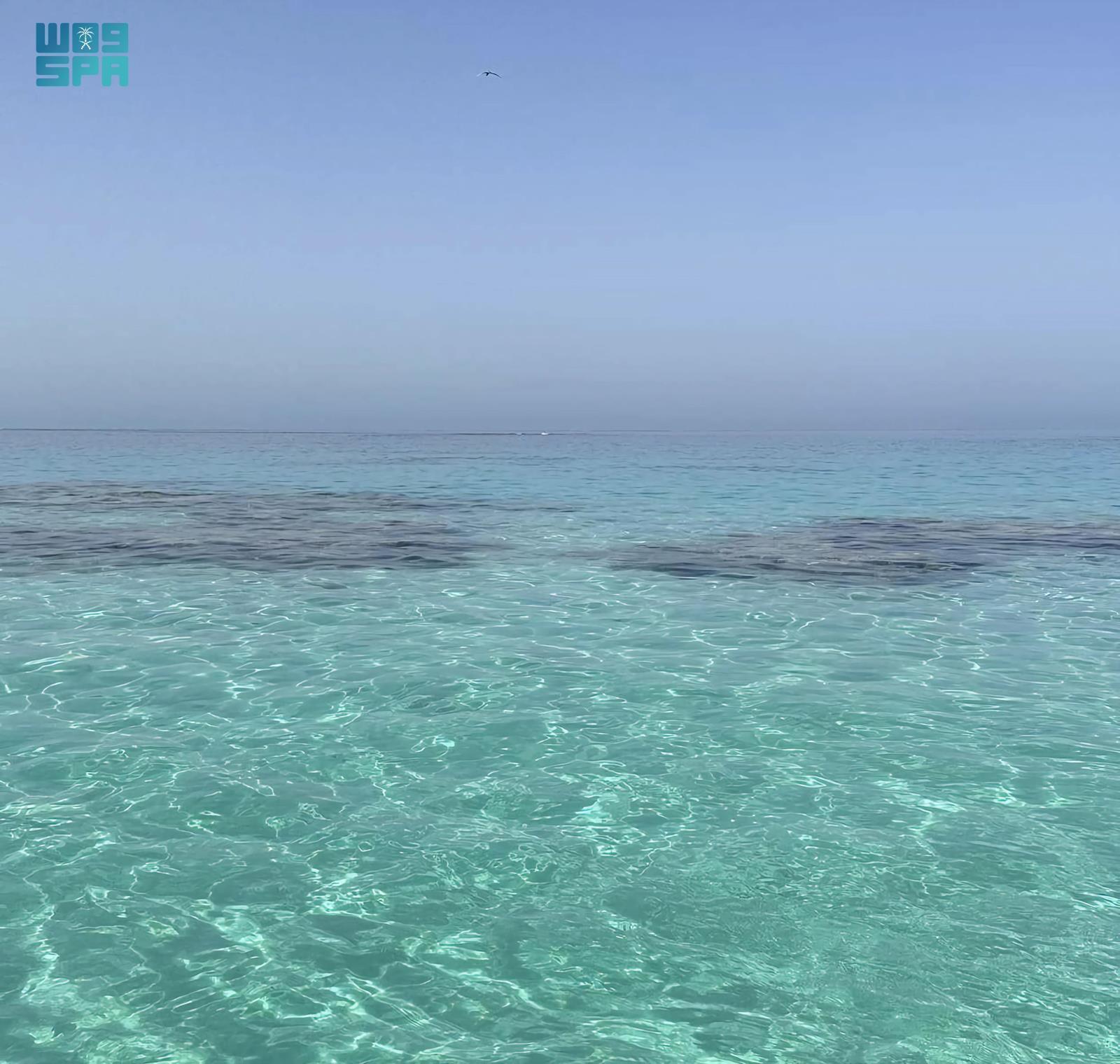 Jeddah's Great Reef: Vibrant Red Sea Marine Heritage