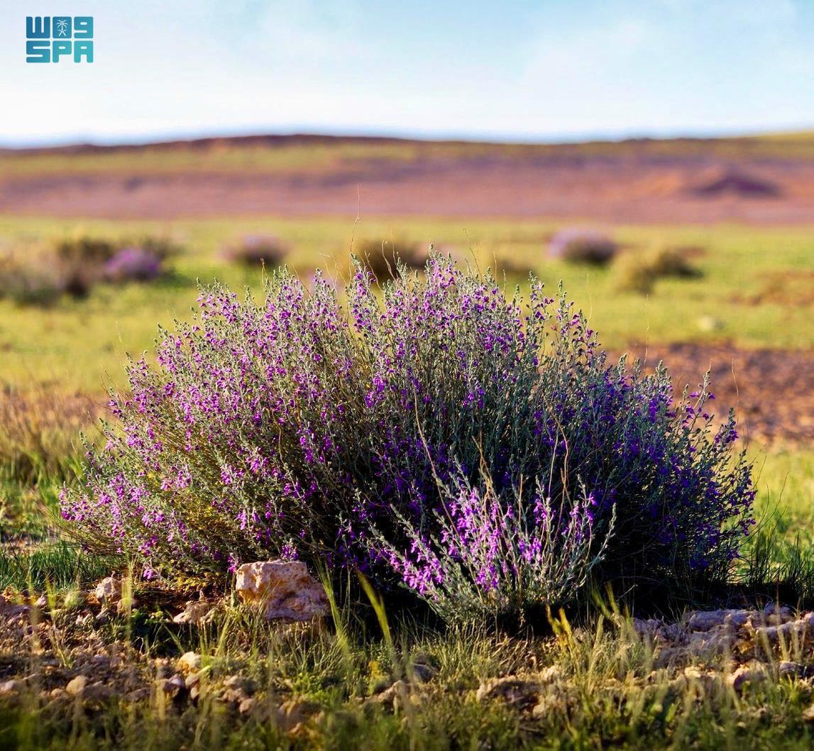 Teucrium Oliverianum Thrives in Imam Turki bin Abdullah Royal Reserve