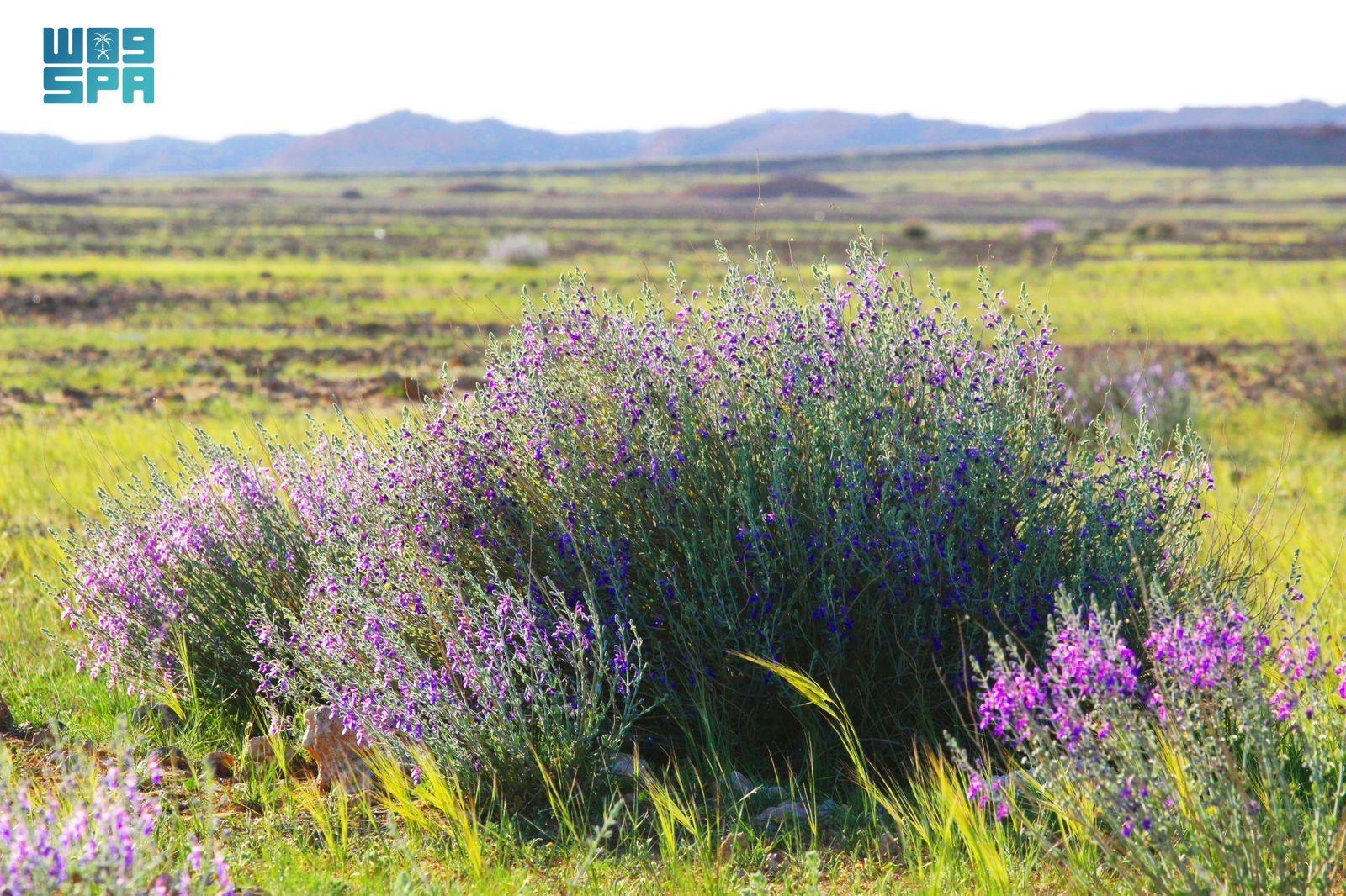 Teucrium Oliverianum Thrives in Imam Turki bin Abdullah Royal Reserve