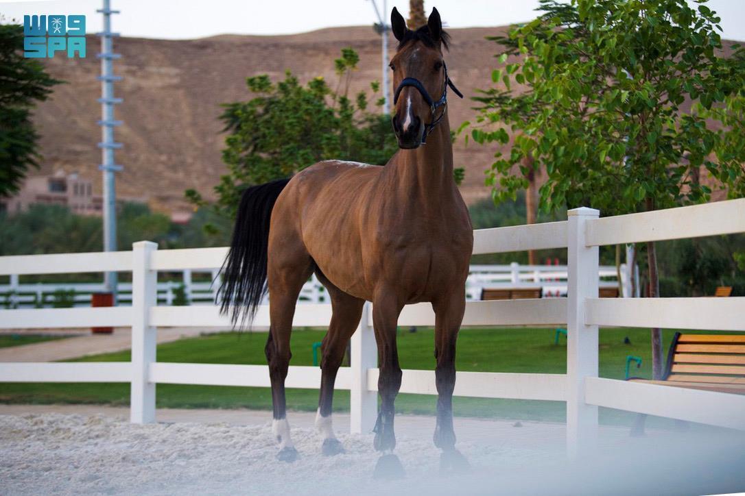 Riyadh’s Horse Stables: Blend of Equestrianism, Entertainment, and Nature