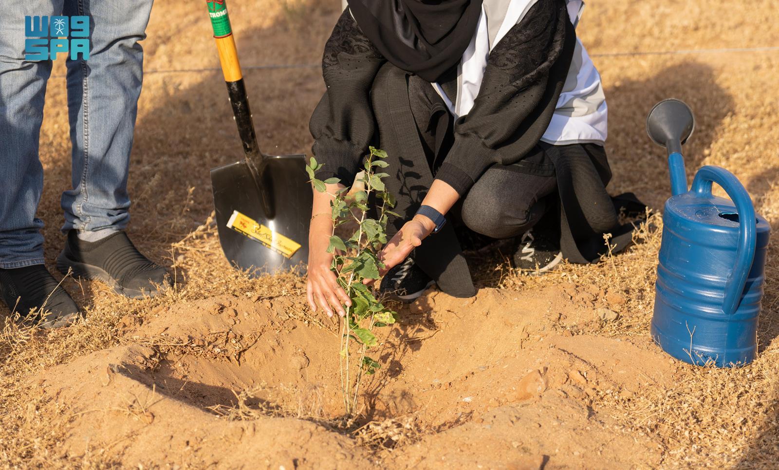 Saudi Arabia Reaches Major Afforestation Milestone with 31 Million ...