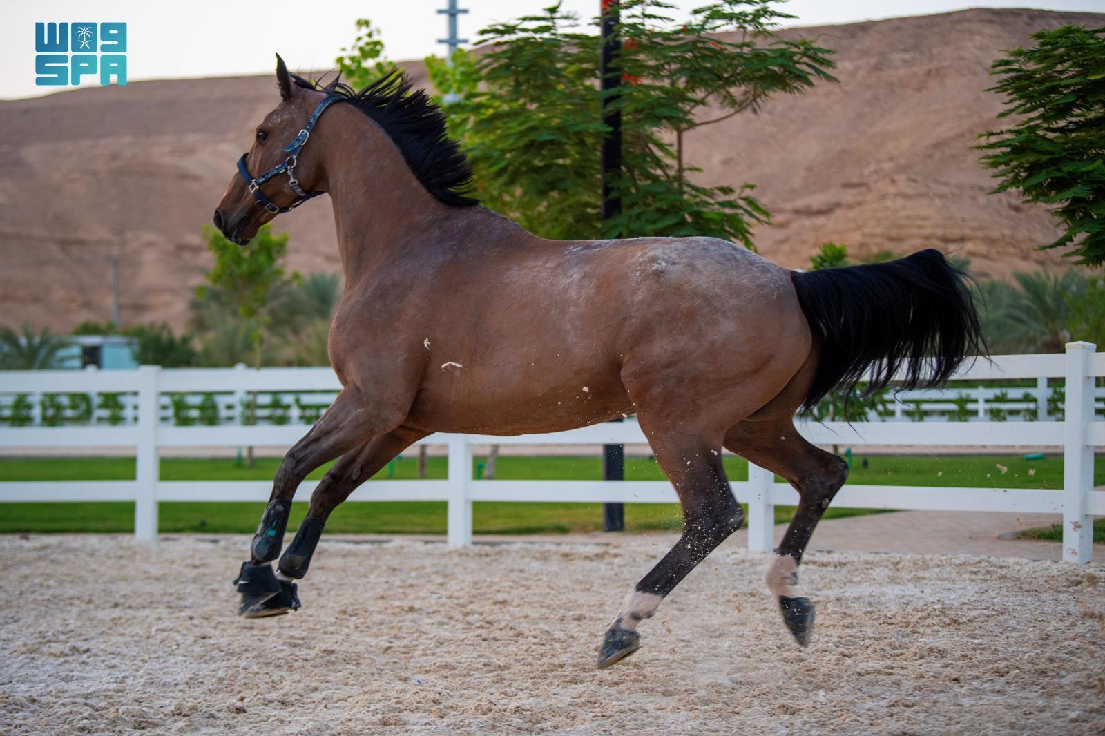 Riyadh’s Horse Stables: Blend of Equestrianism, Entertainment, and Nature
